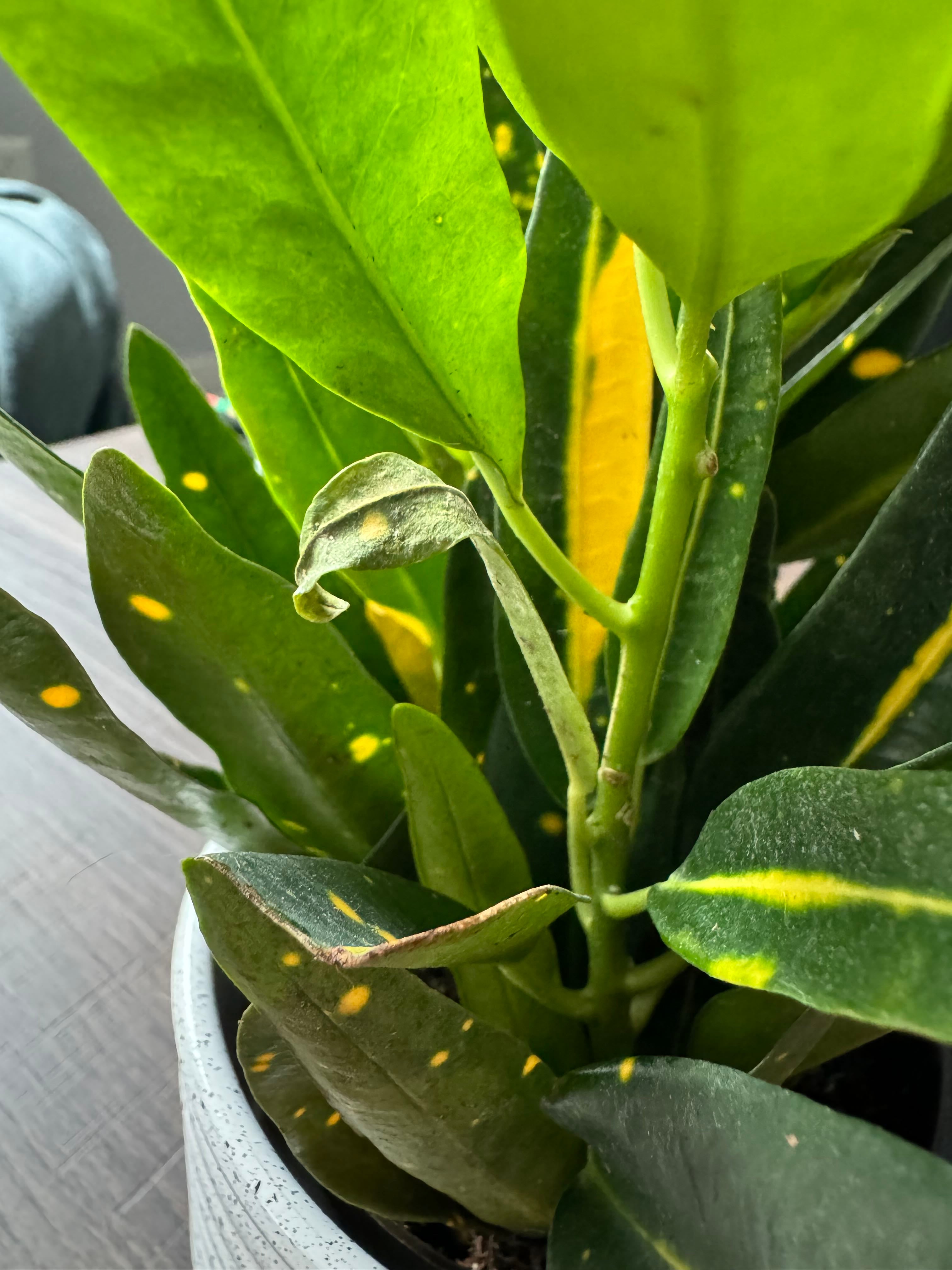 Gold Dust Croton Care 101: Water, Light & Growing Tips