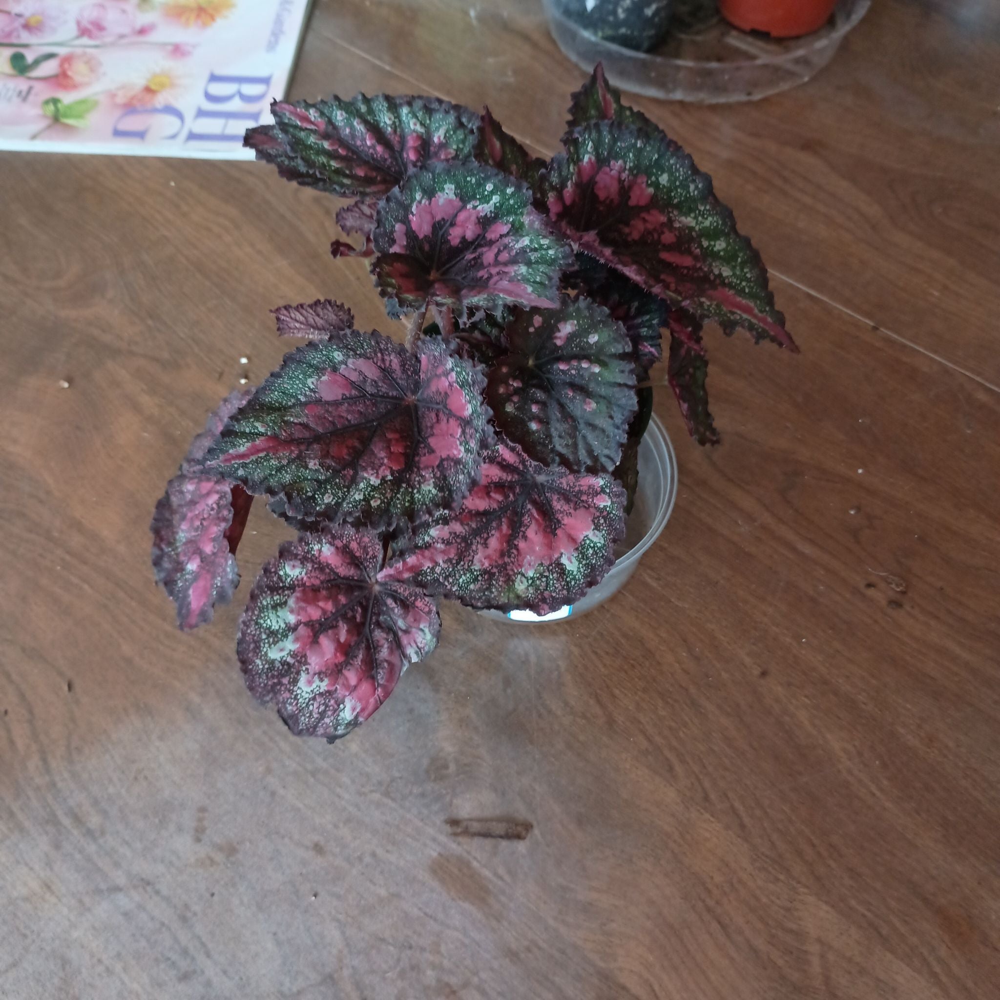 How to Care for Rex Begonia Jurassic Watermelon: Mastering Water ...