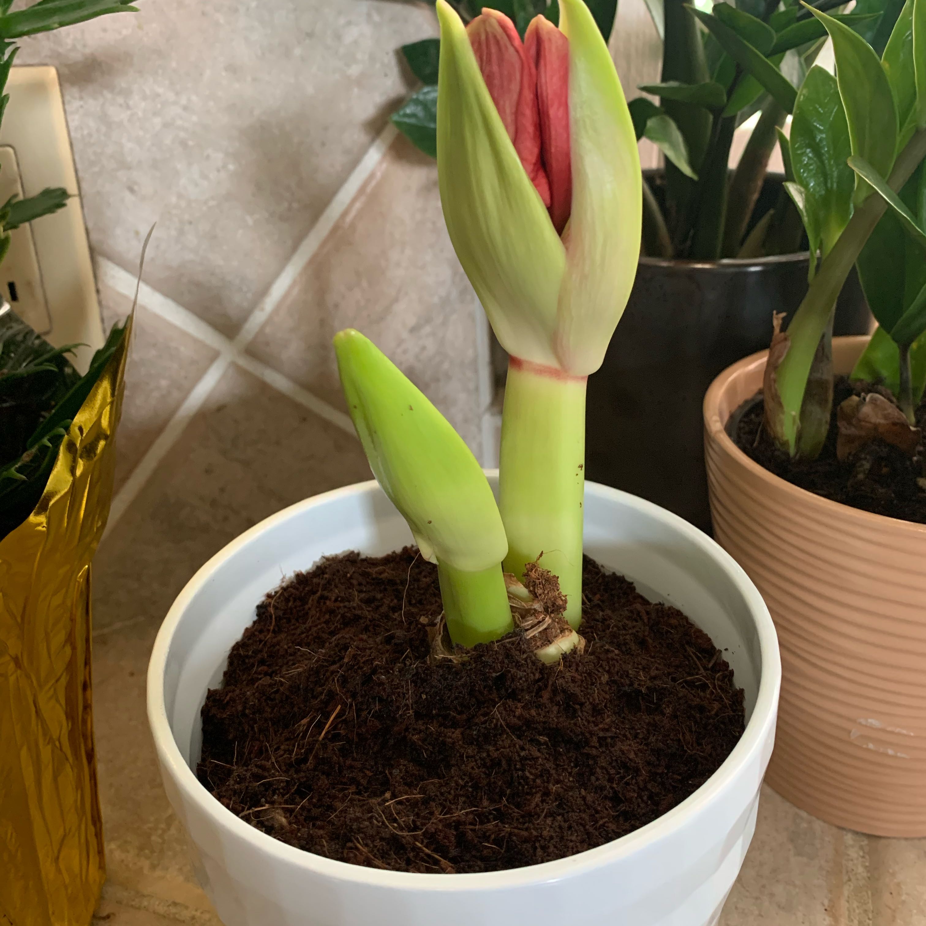 Two Lips | A plant by @RaxWeeds on Greg