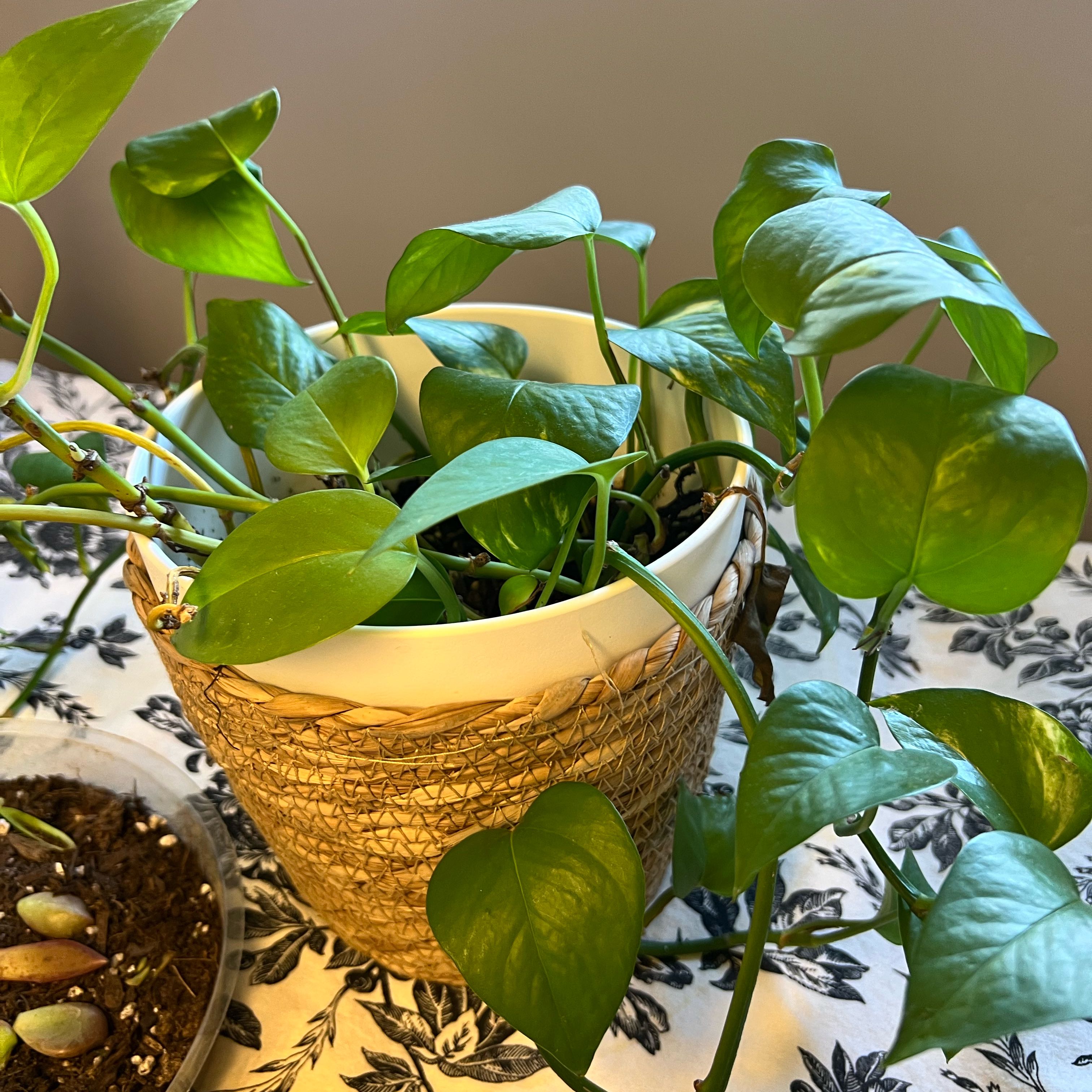 Marley | A plant by @RaxWeeds on Greg