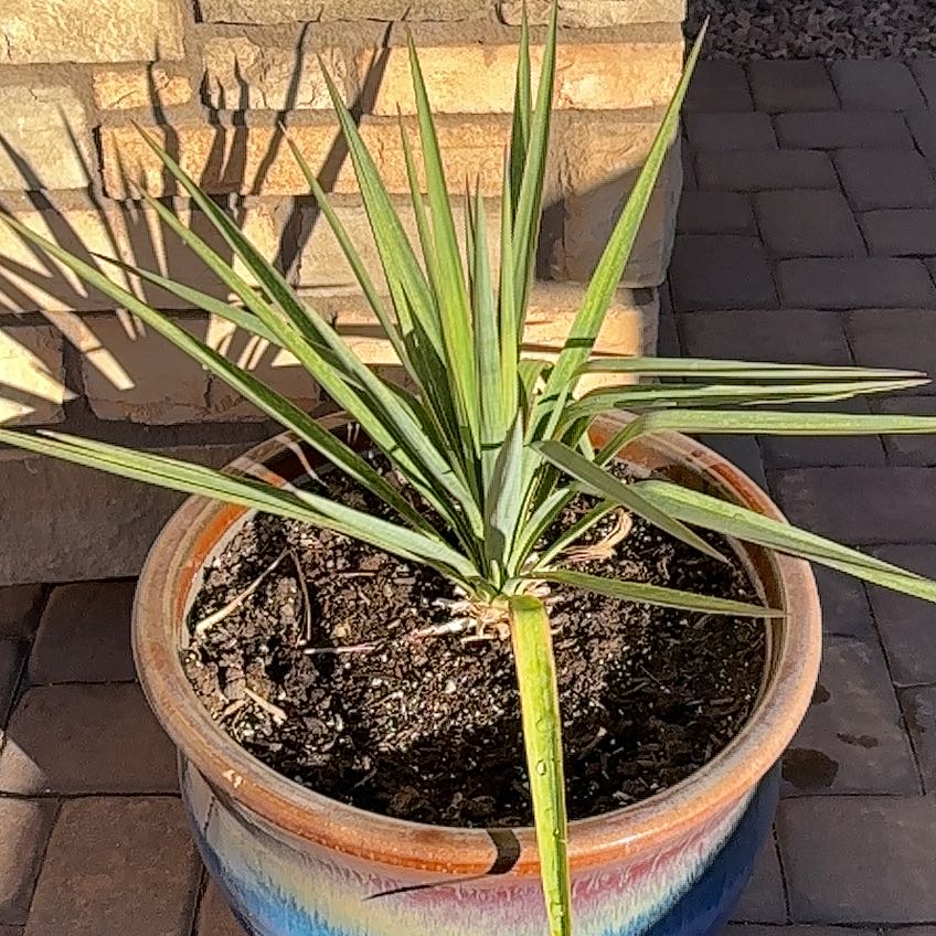 Weeping Yucca Plant Care: Water, Light, Nutrients | Greg App 🌱