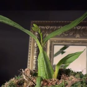 Encyclia Radiata Plant Care: Water, Light, Nutrients | Greg App 🌱
