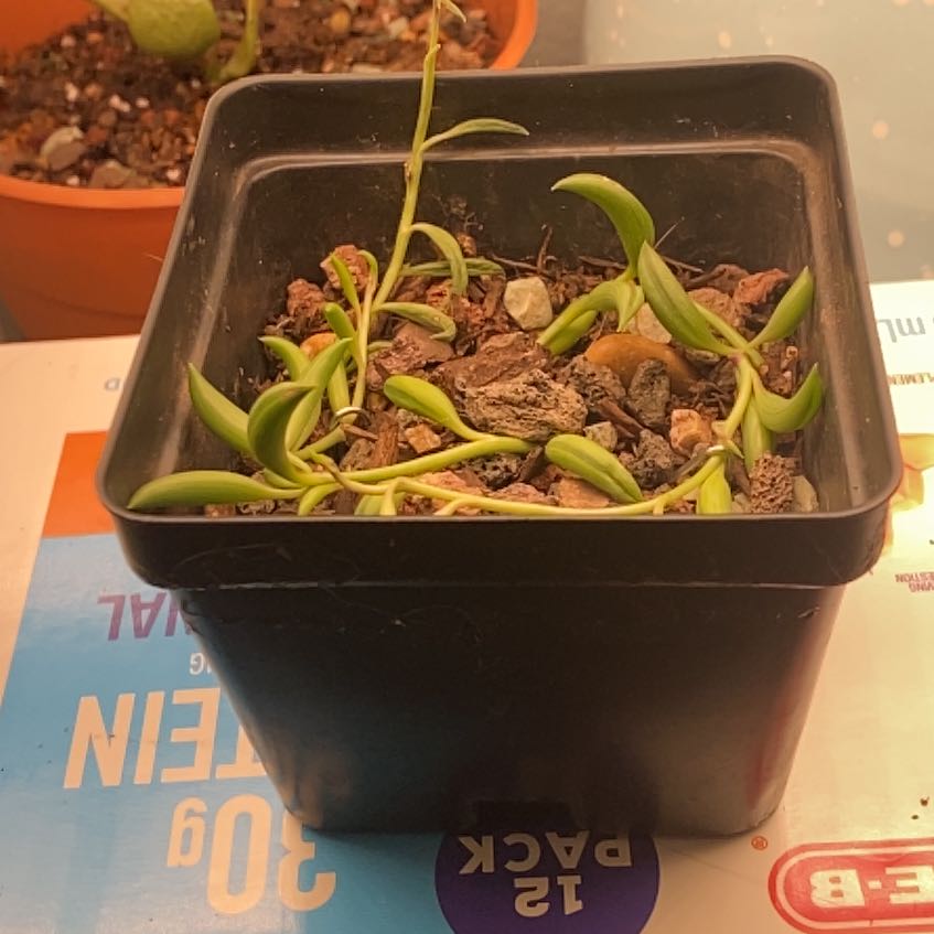 Gregarious | A plant by @RealPeperomia on Greg