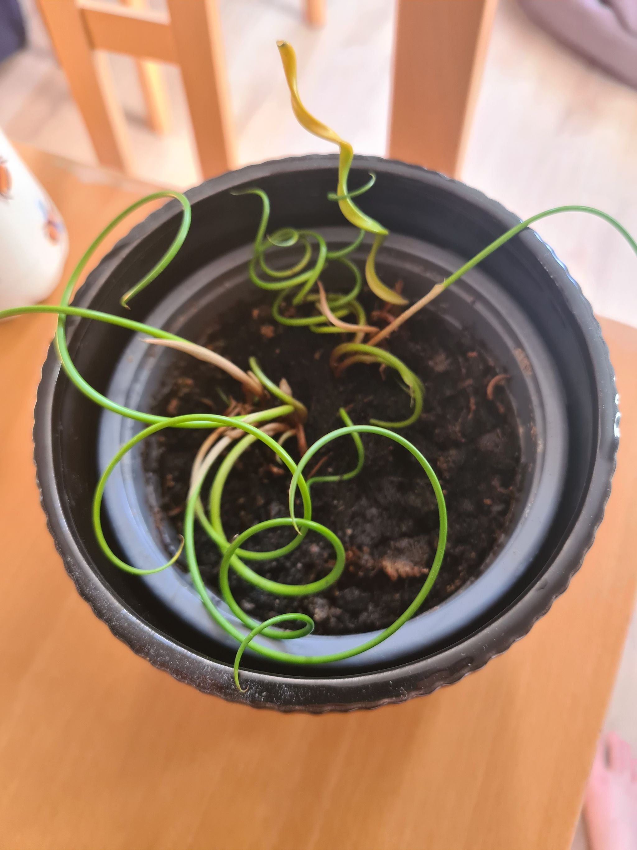 The Complete Graceful Grasses® Blue Mohawk® Juncus Plant Care Guide ...