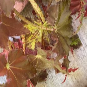 The Complete Maple leaf begonia Plant Care Guide: Water, Light & Beyond