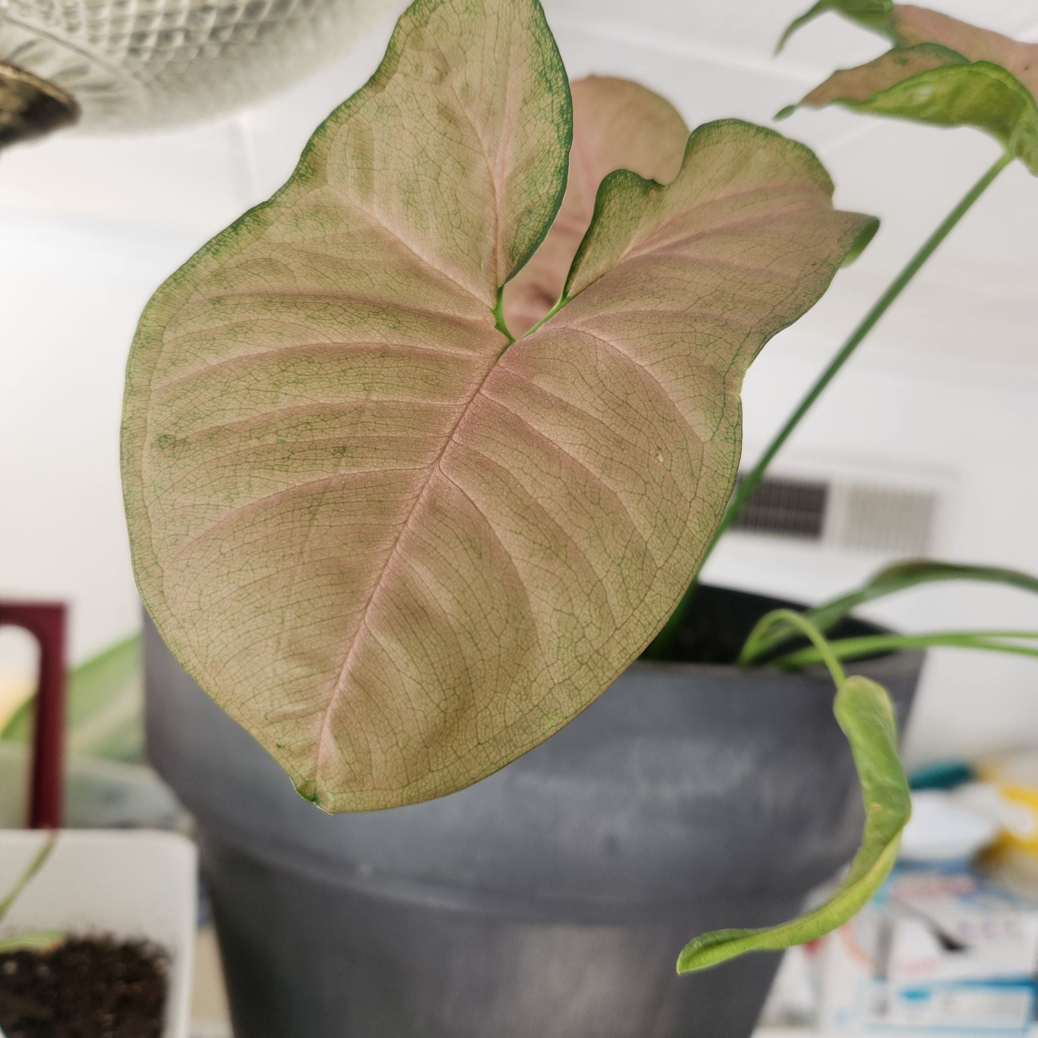 Ambrose | A plant by @ChiefRubbervine on Greg