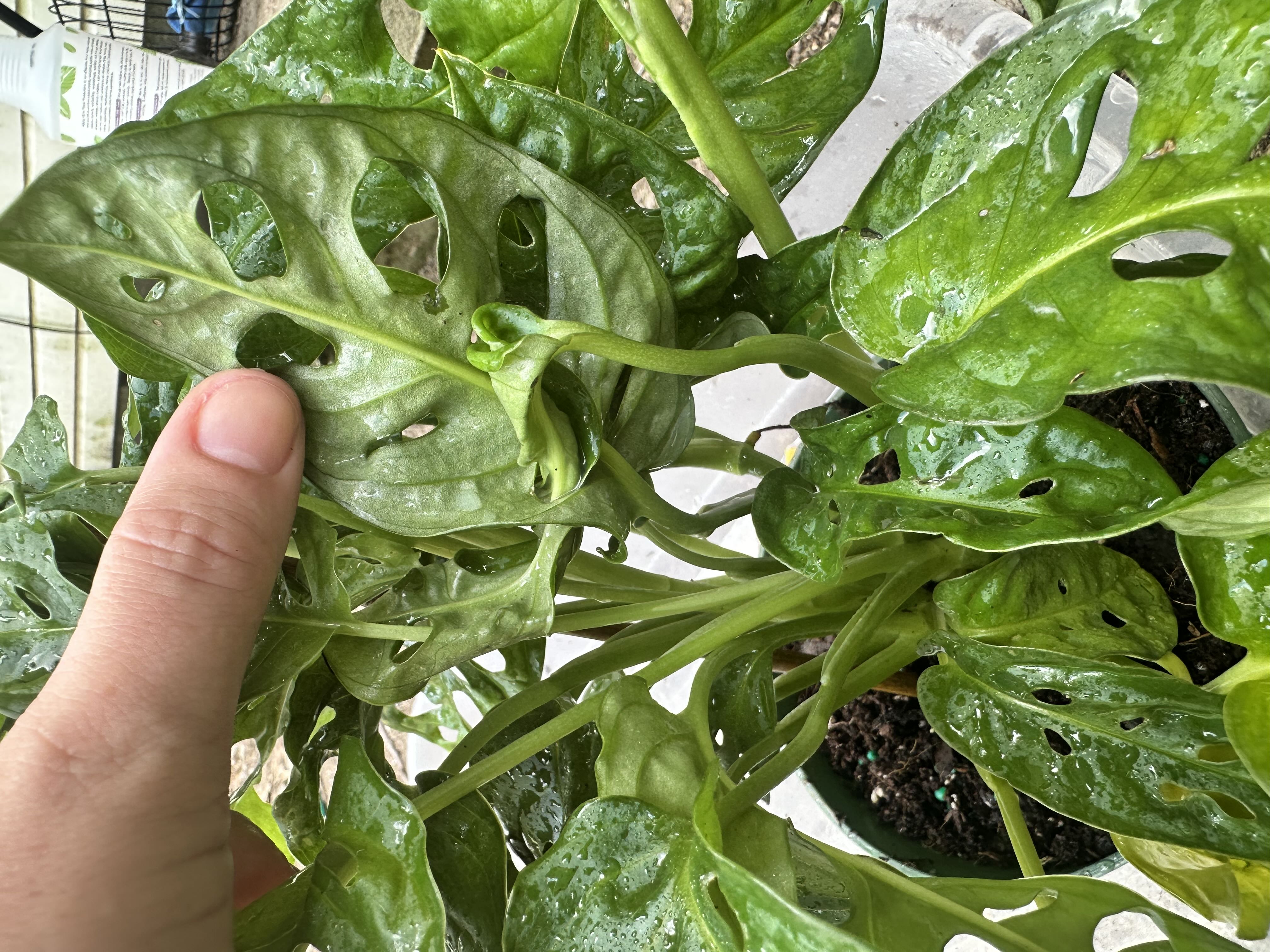 What Are The Bugs on My Monstera lechleriana 'Variegata'? 🐛