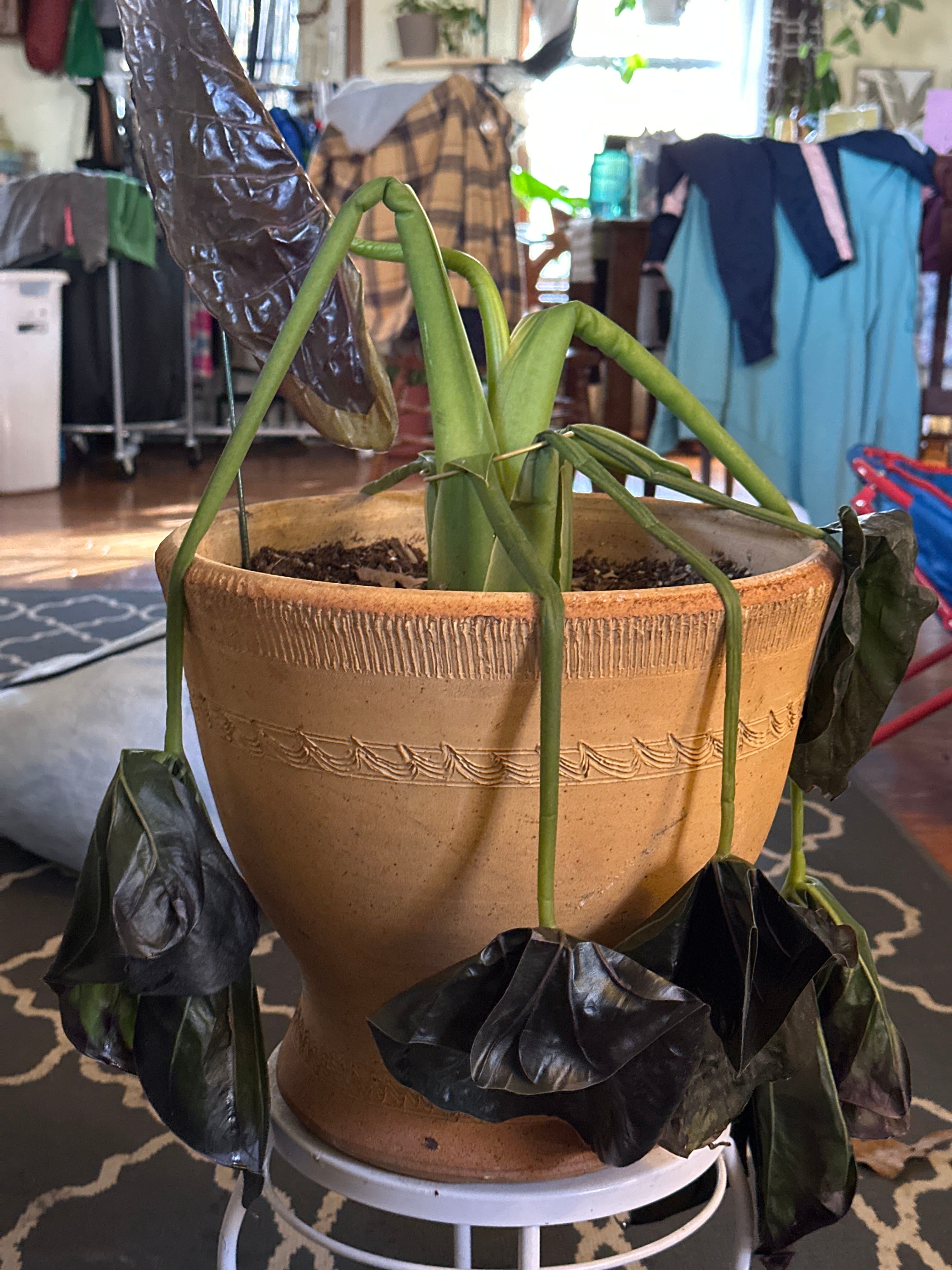 Tatoo Alocasia Plant Care: Water, Light, Nutrients | Greg App 🌱