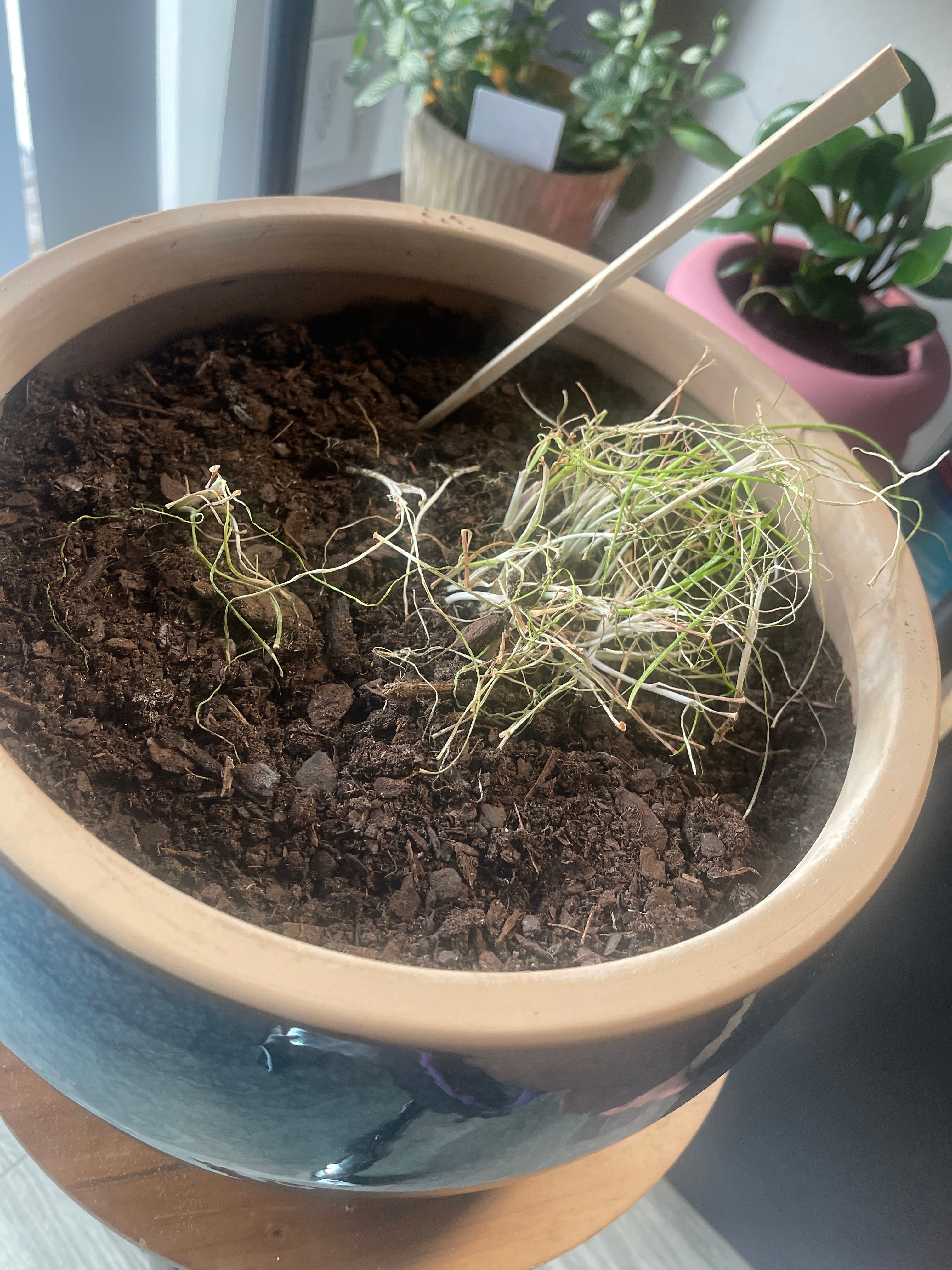 👨‍🍳 Light Requirements For Your Chive Plants