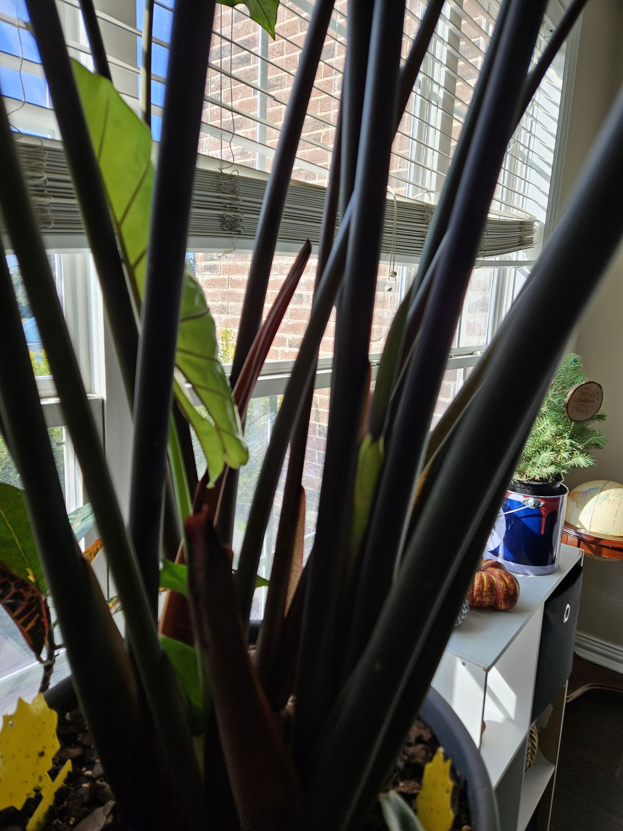 Keep Your Colocasia Redemption Alive: Light, Water & Care Instructions