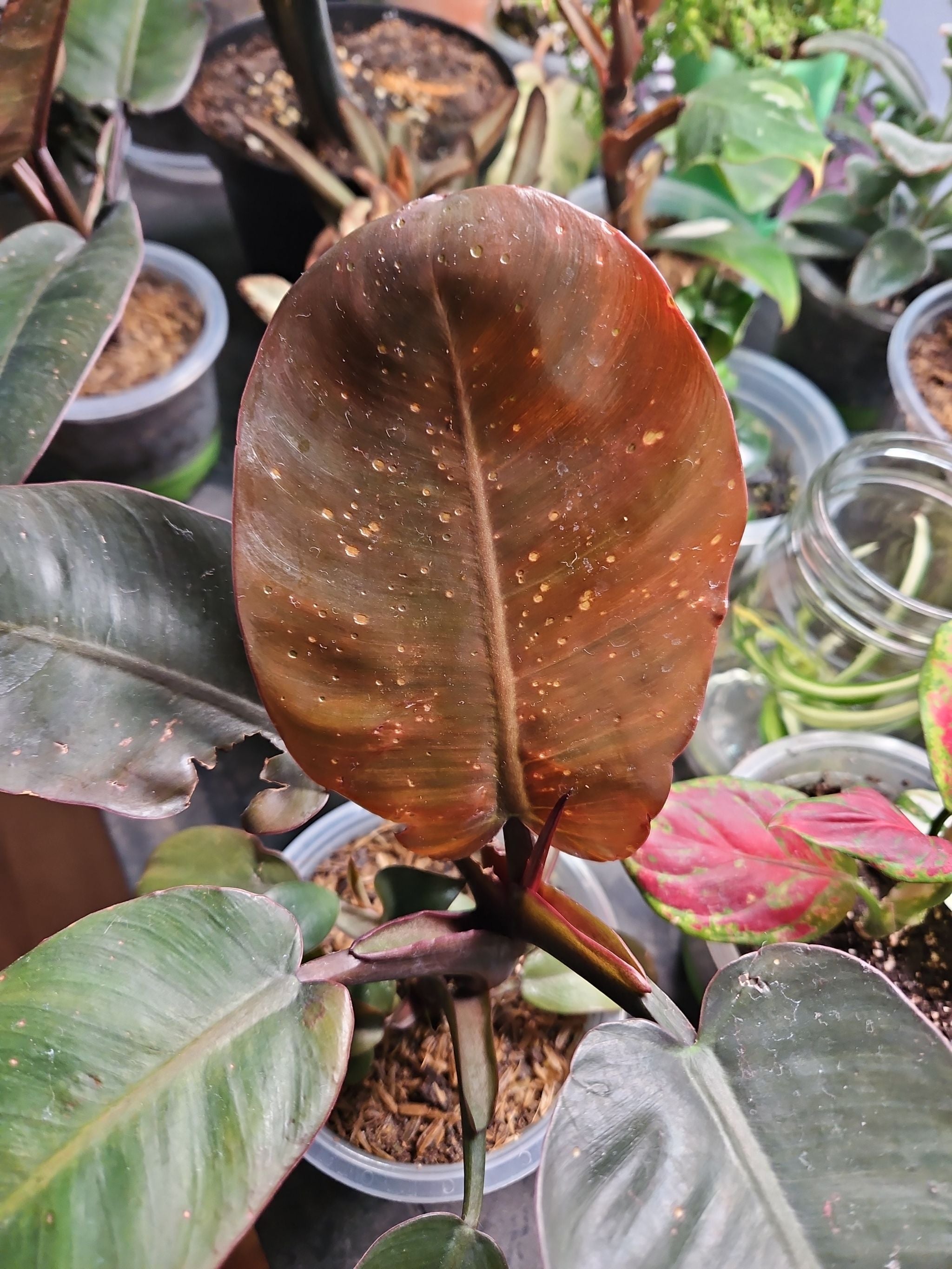 Blushing Philodendron Plant Care: Water, Light, Nutrients | Greg App 🌱