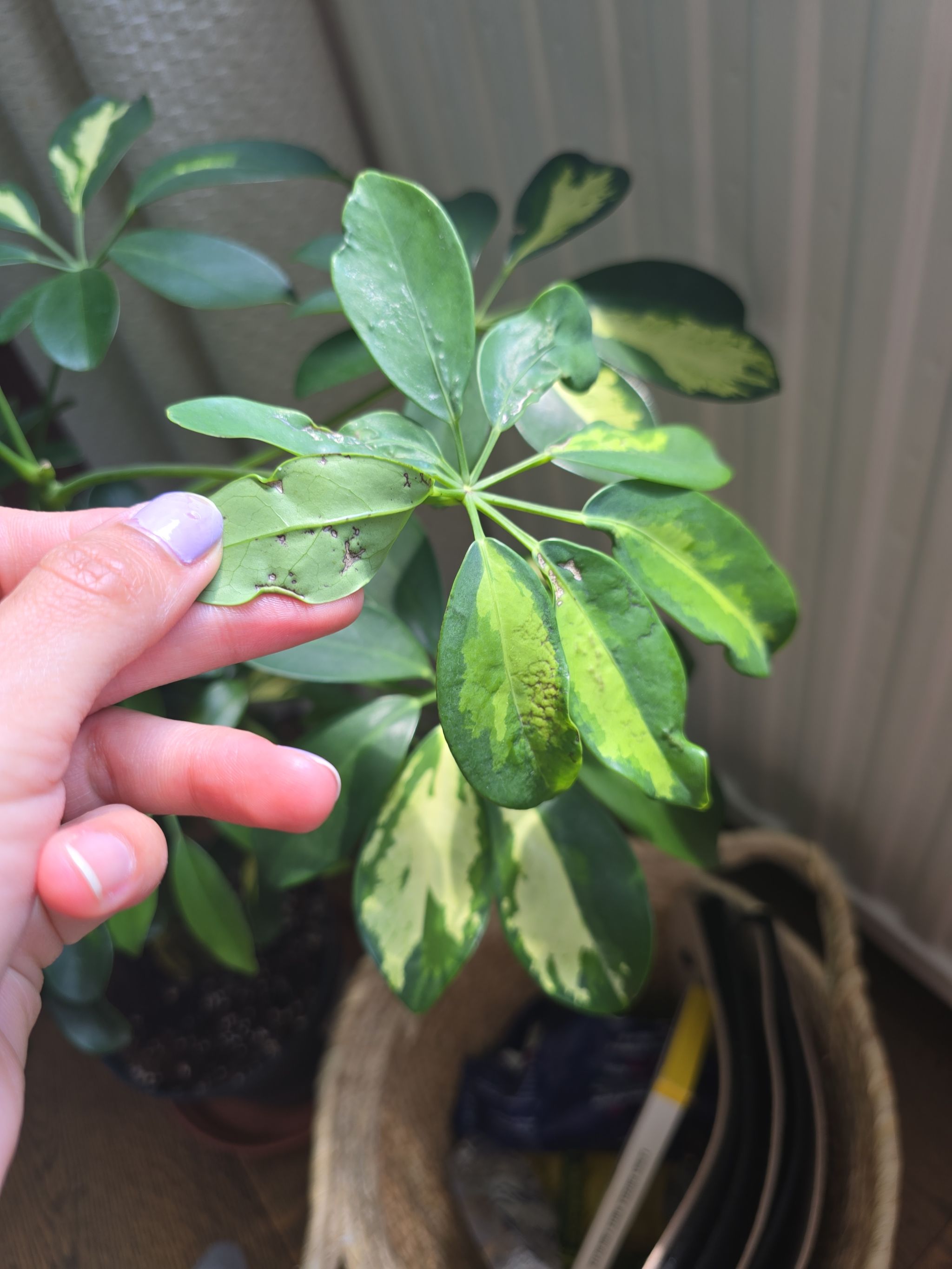 Moondrop Dwarf Umberlla Tree Plant Care: Water, Light, Nutrients | Greg ...
