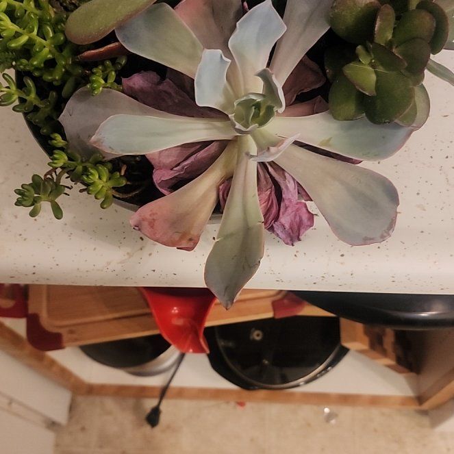 Achilles | A plant by @PatientSiricote on Greg