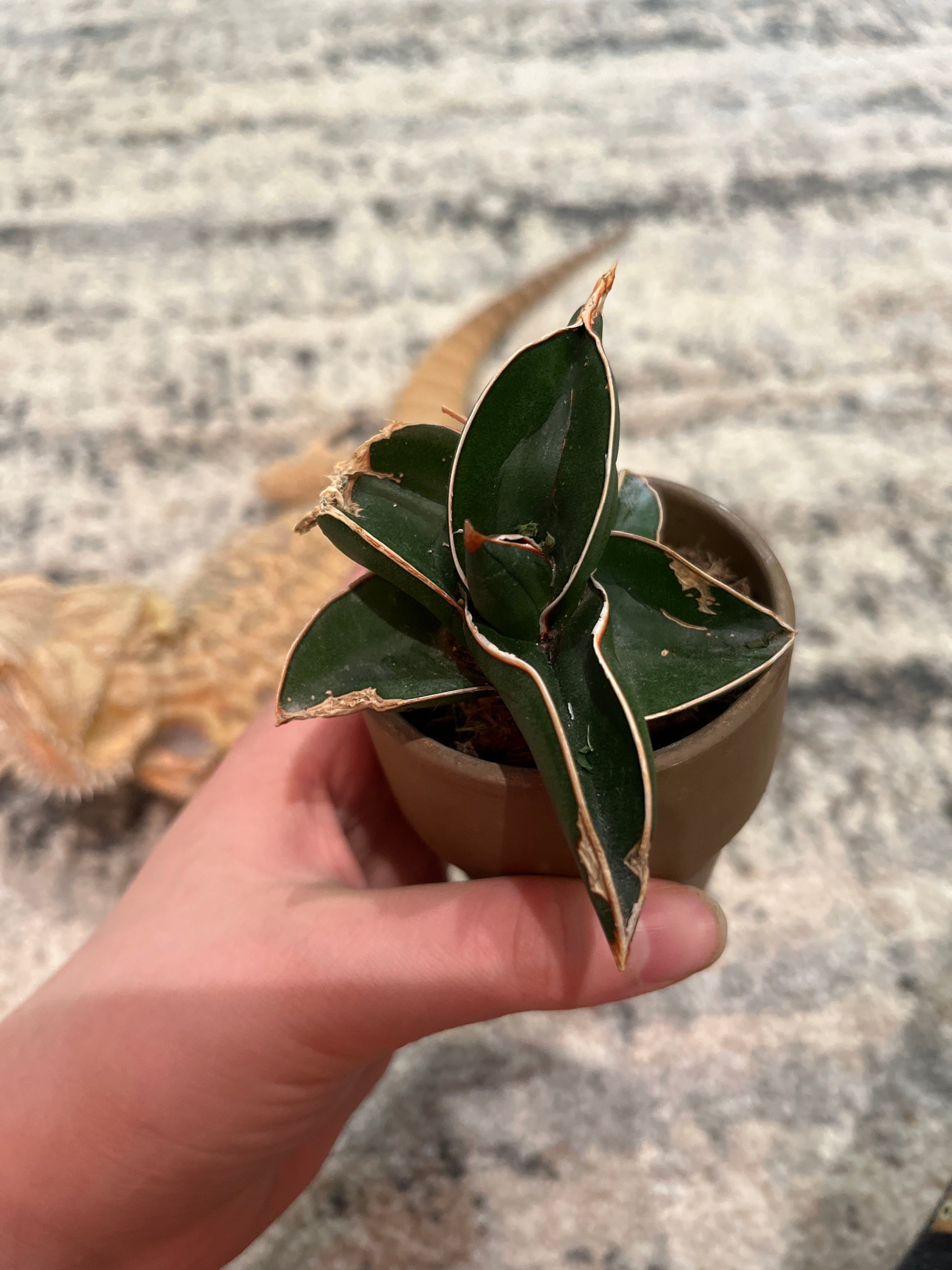 The Complete Sansevieria trifasciata 'Hahnii Honey Bunny' Plant Care ...