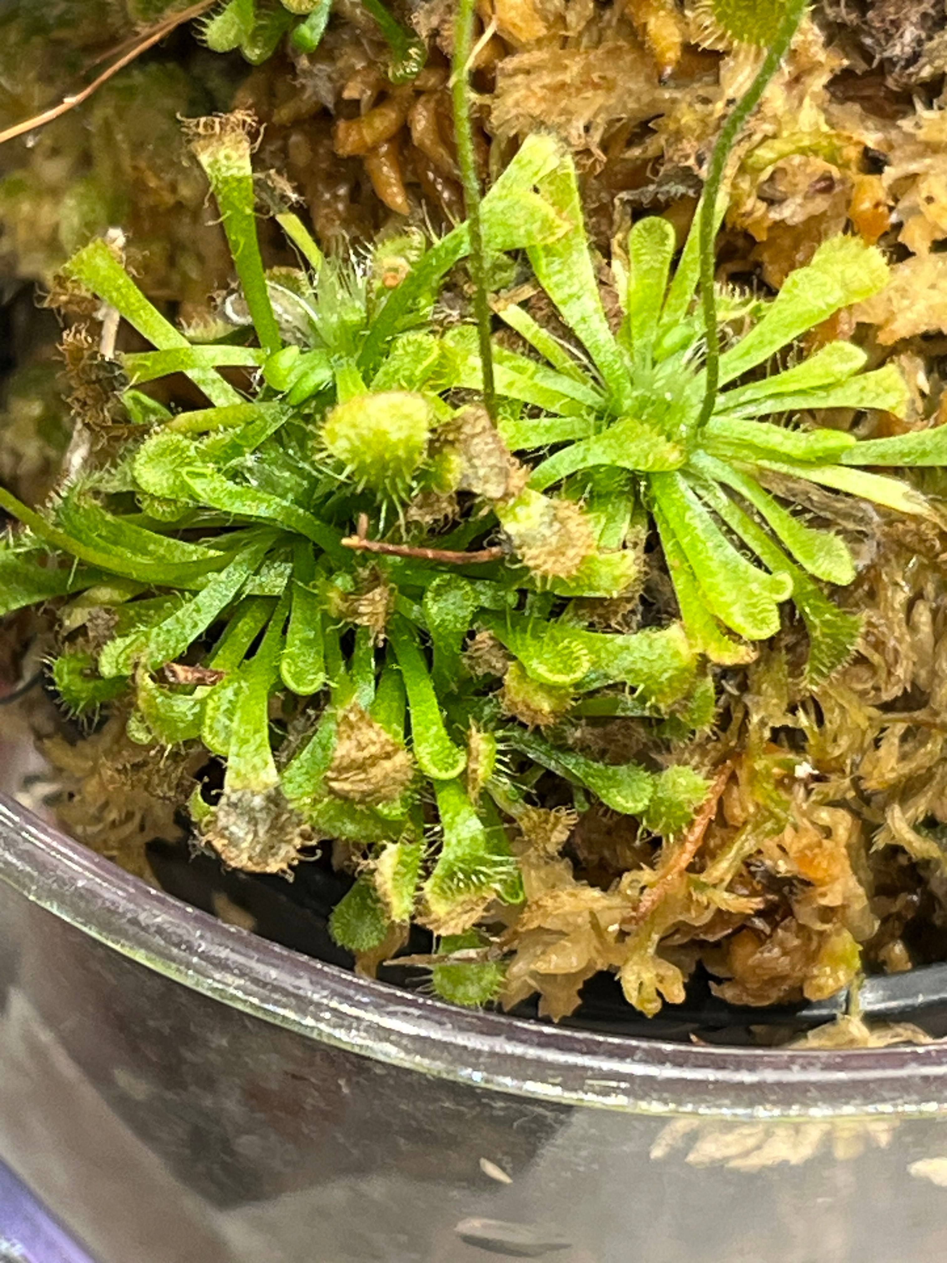 🪰 Why Are There Brown Spots on My Drosera tokaiensis Leaves?