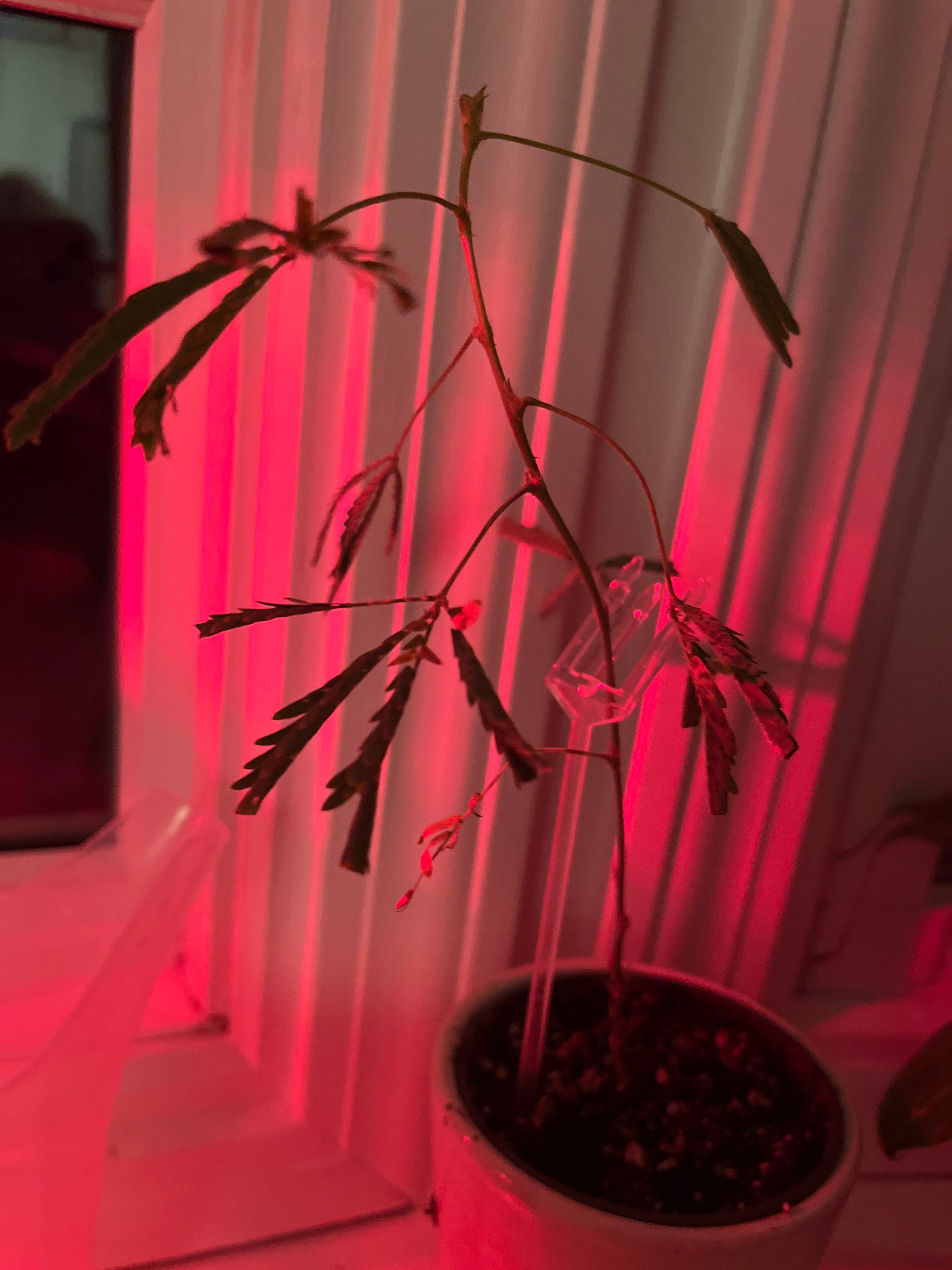 🌸 Jacaranda Tree Hardiness Zones Ultimate Guide: 9a-11b