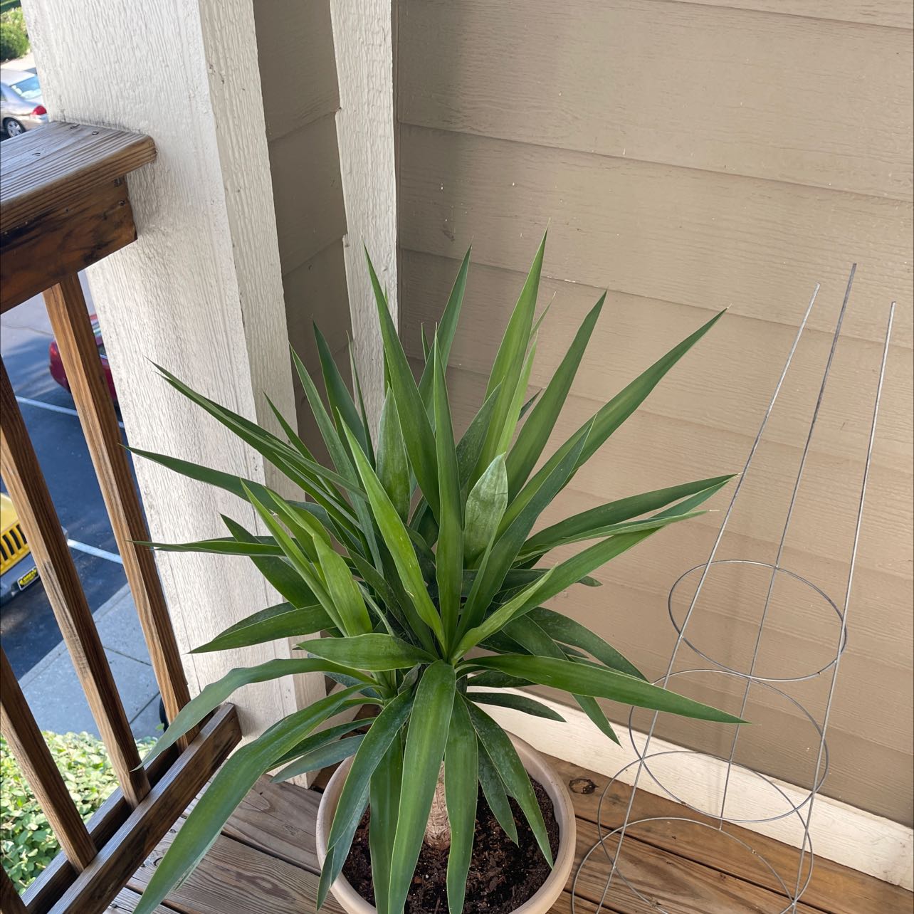 Why Are There Black Spots On My Blue-stem Yucca Leaves?