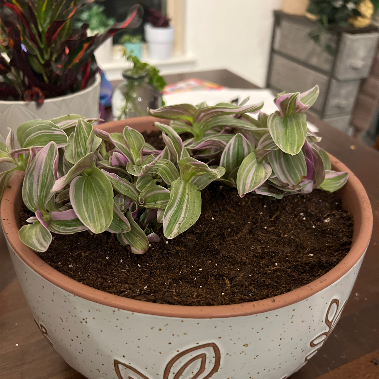 The Complete Tradescantia Feeling Flirty Plant Care Guide: Water, Light ...