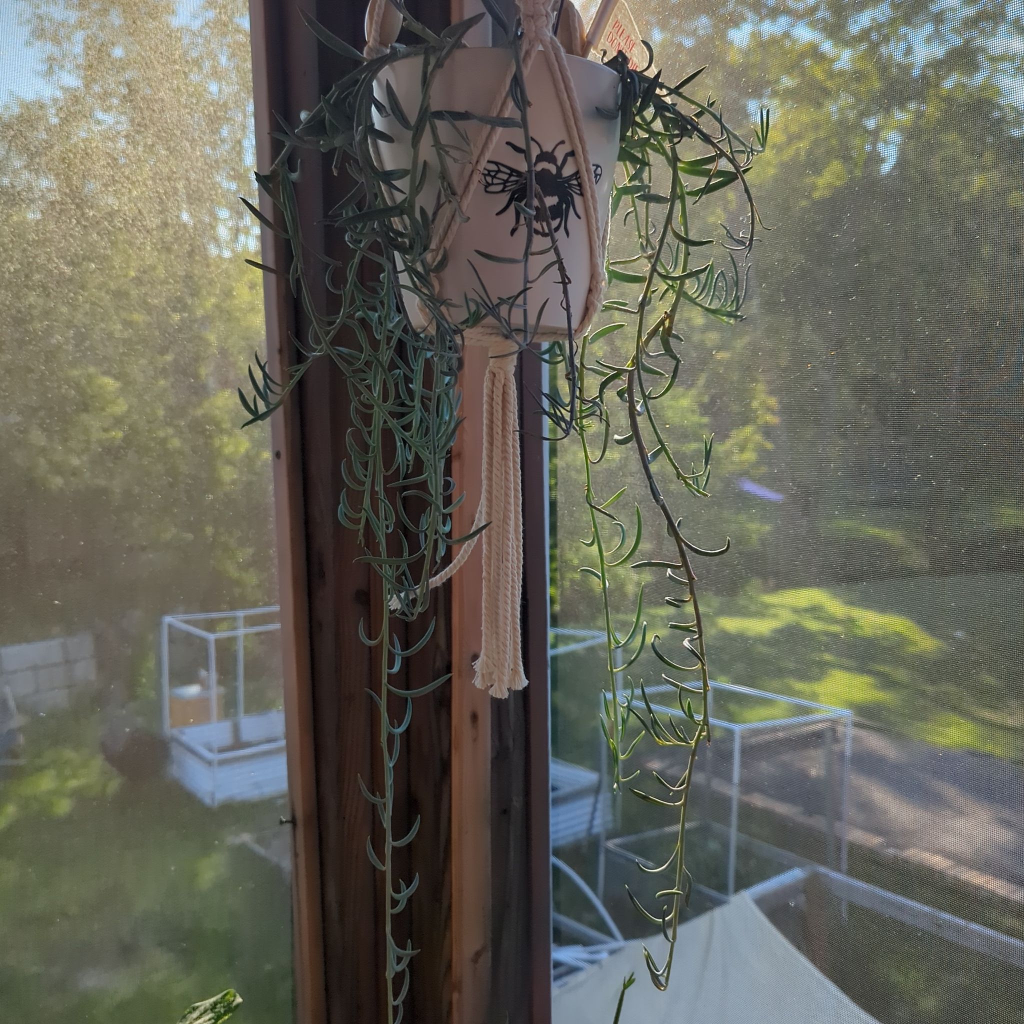 Baba Banana | A plant by @SageWalllettuce on Greg