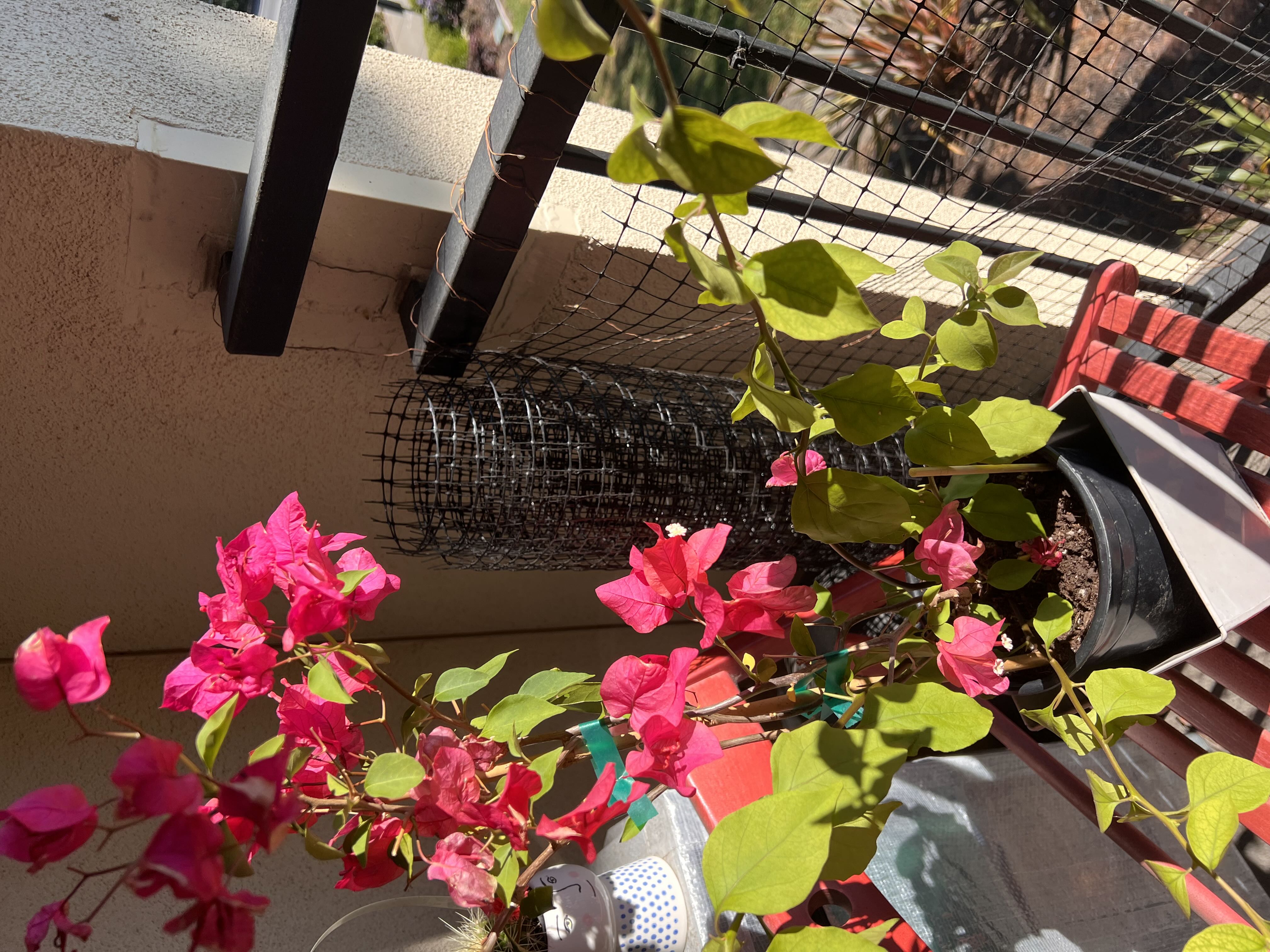 Ultimate Guide To Bougainvillea Varieties