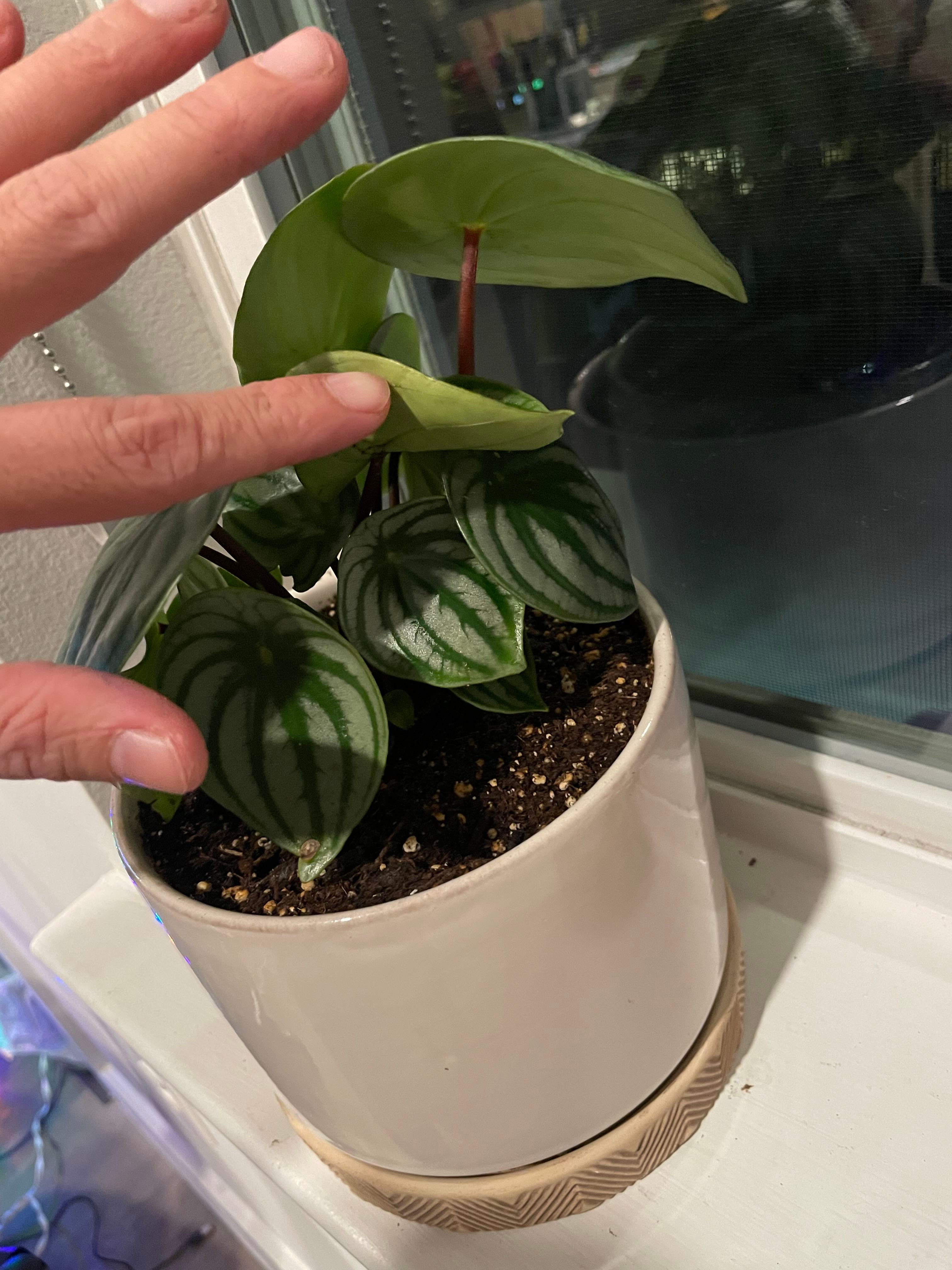 Peperomia magnoliifolia Care 101: Water, Light & Growing Tips