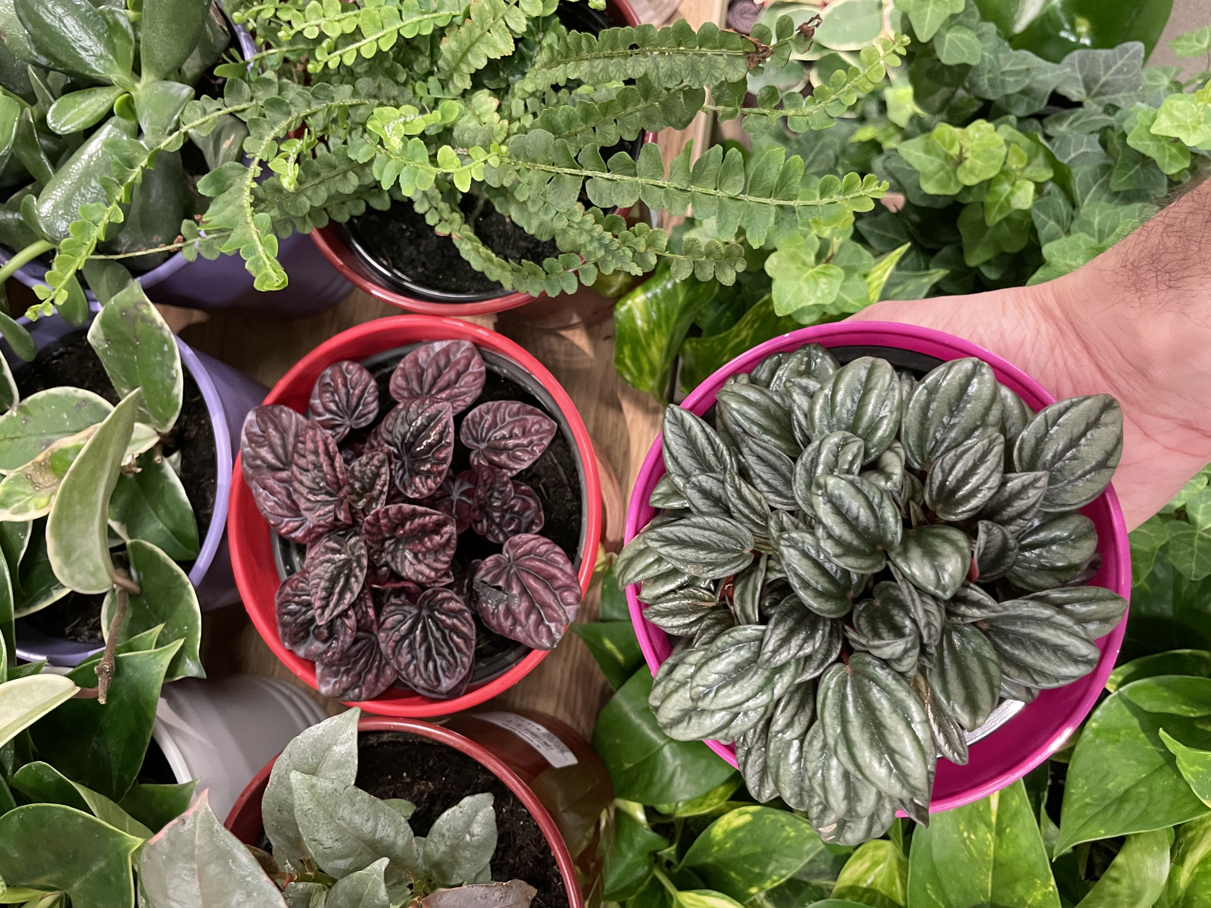 Peperomia 'Amigo Marcello' Plant Care: Water, Light, Nutrients | Greg App 🌱