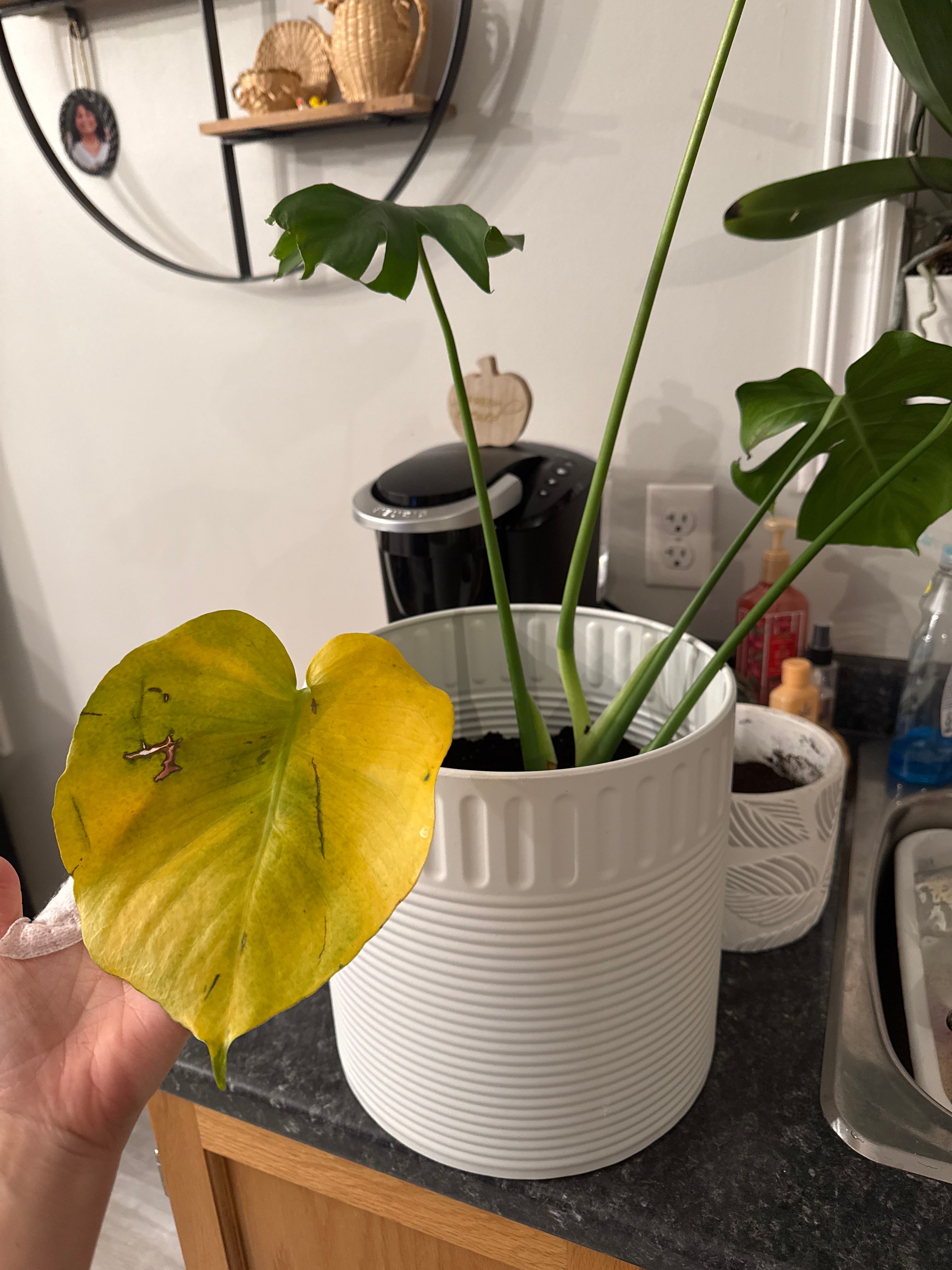 7 Tips for Selecting the Best Pot for Monstera