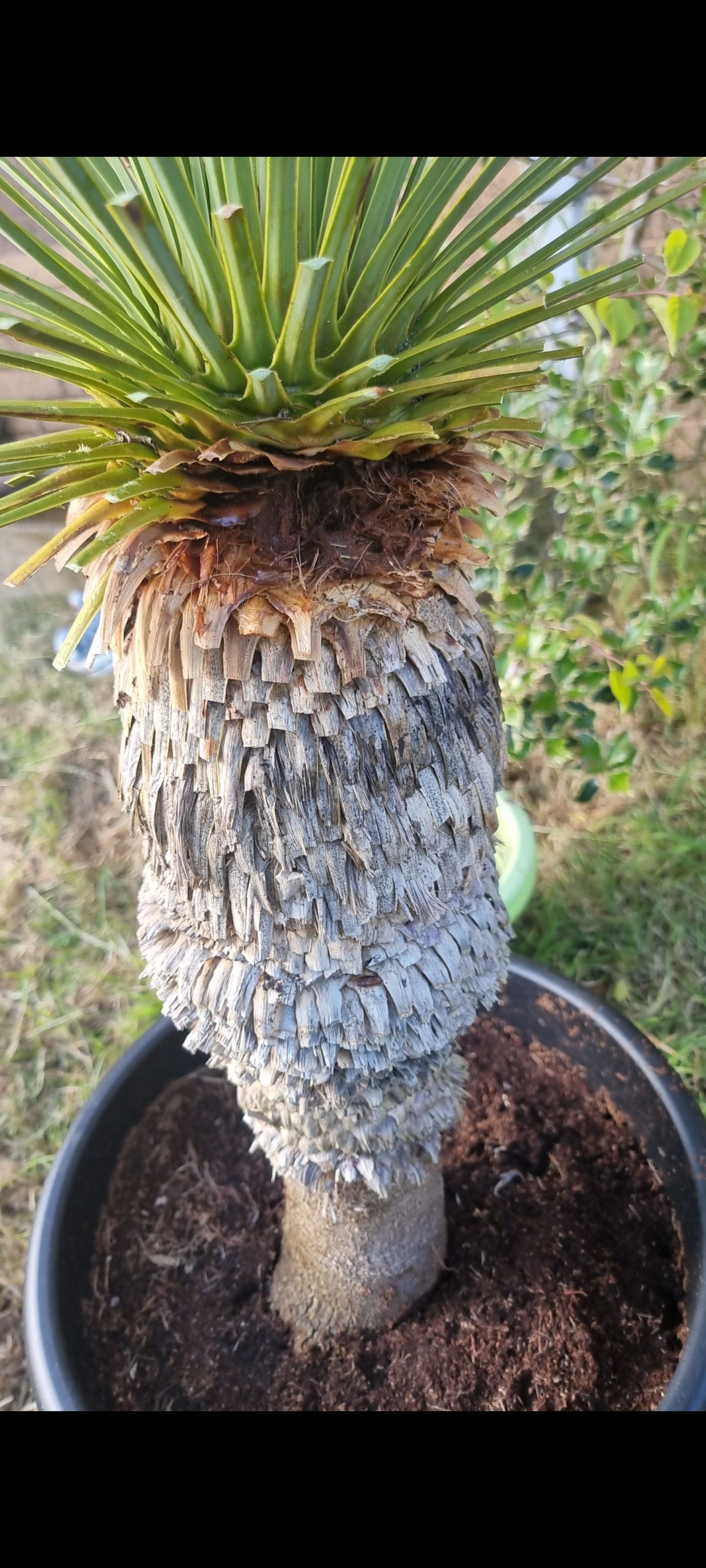 Keep Your Yucca 'Moonlight' Alive: Light, Water & Care Instructions