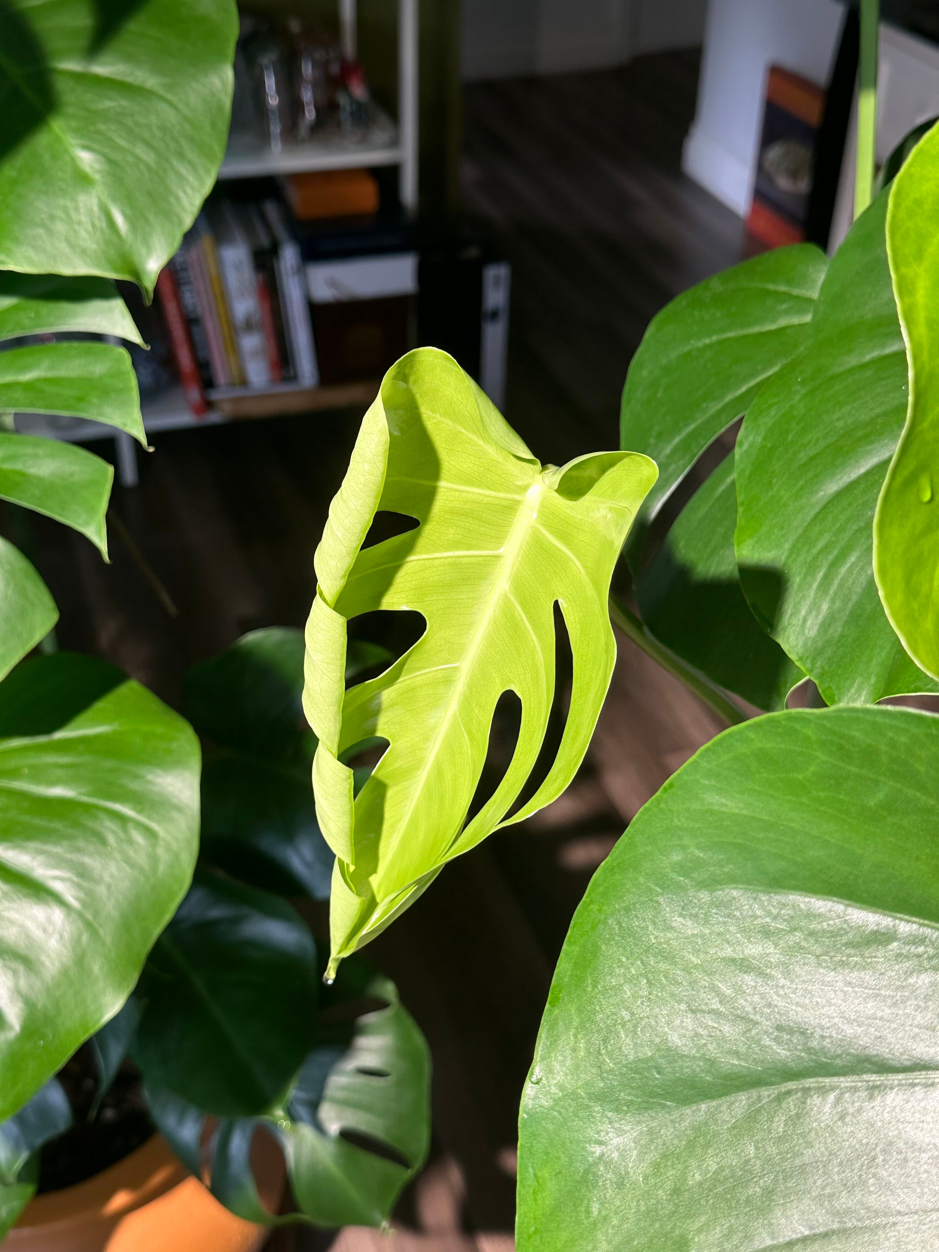 Monstera Green Galaxy (sp Peru): How Much Water & Light Does it Need to ...