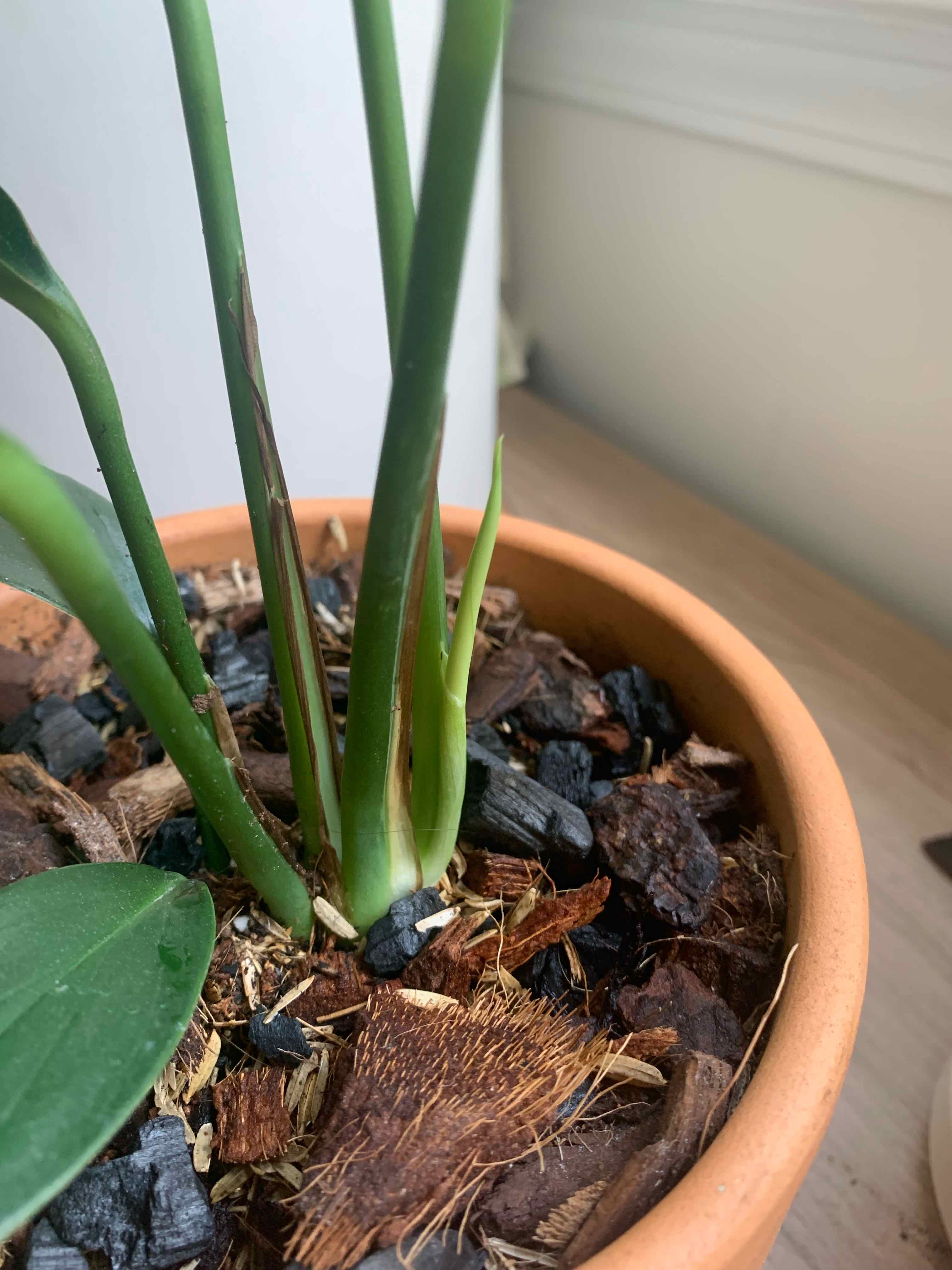 How Do I Propagate My Rhaphidophora decursiva?