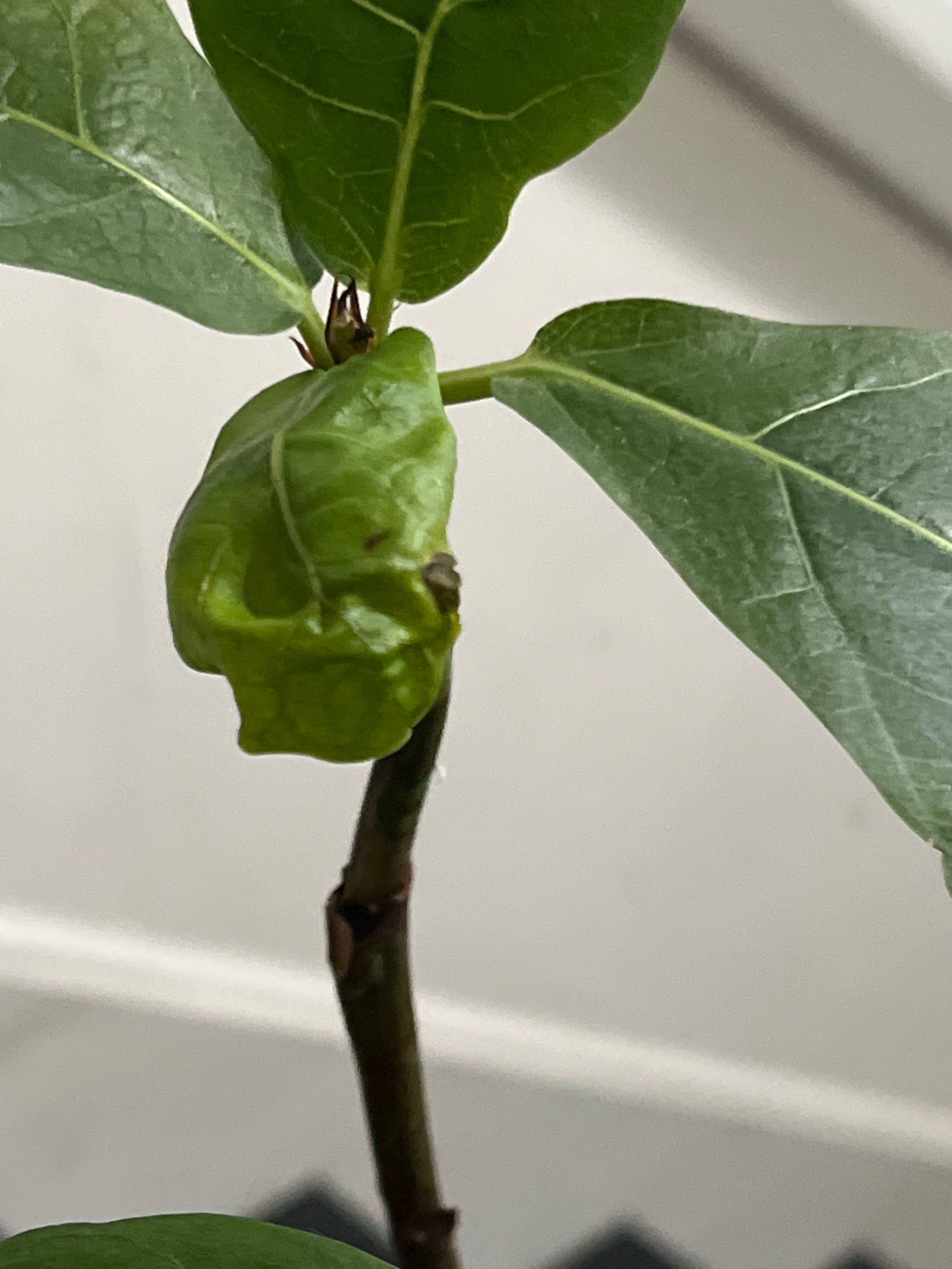 weeping fig Plant Care: Water, Light, Nutrients | Greg App 🌱