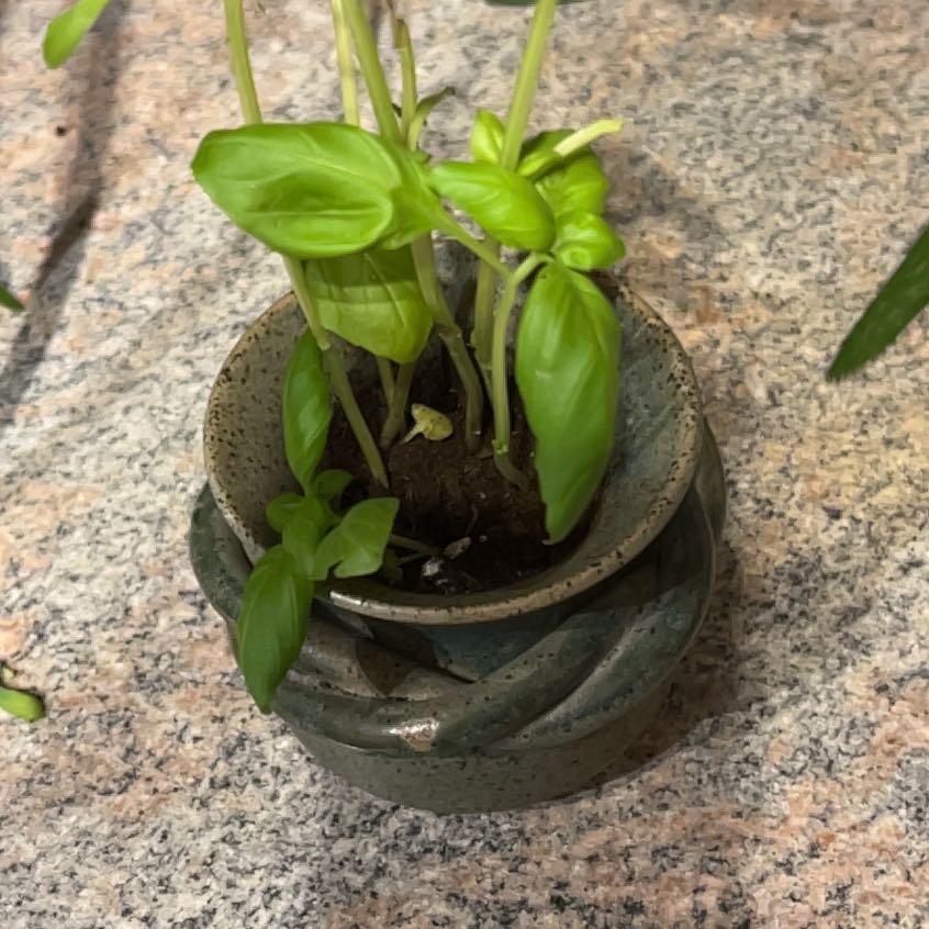 Sir Basil | A plant by @botanyplants on Greg