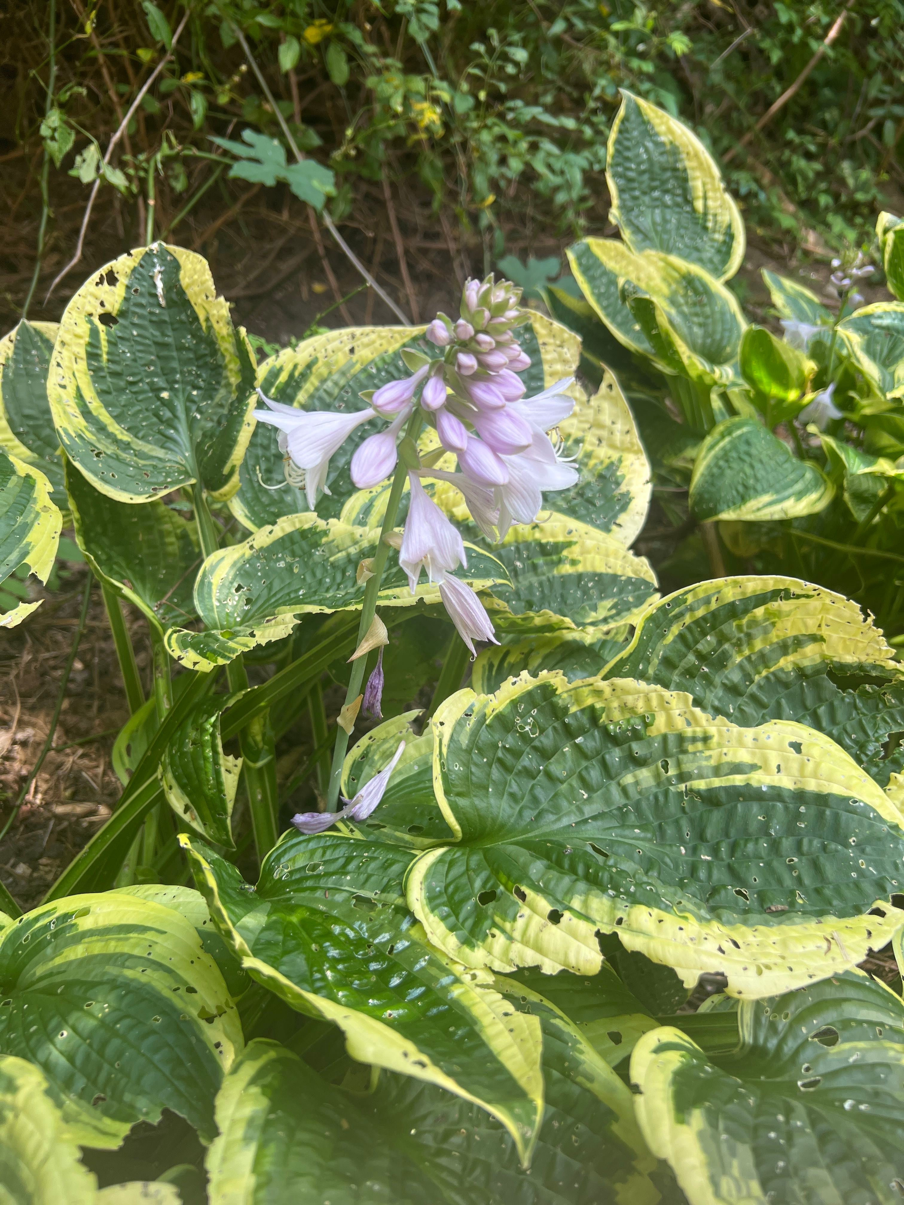 4 Tips for How to Plant Minuteman Hosta