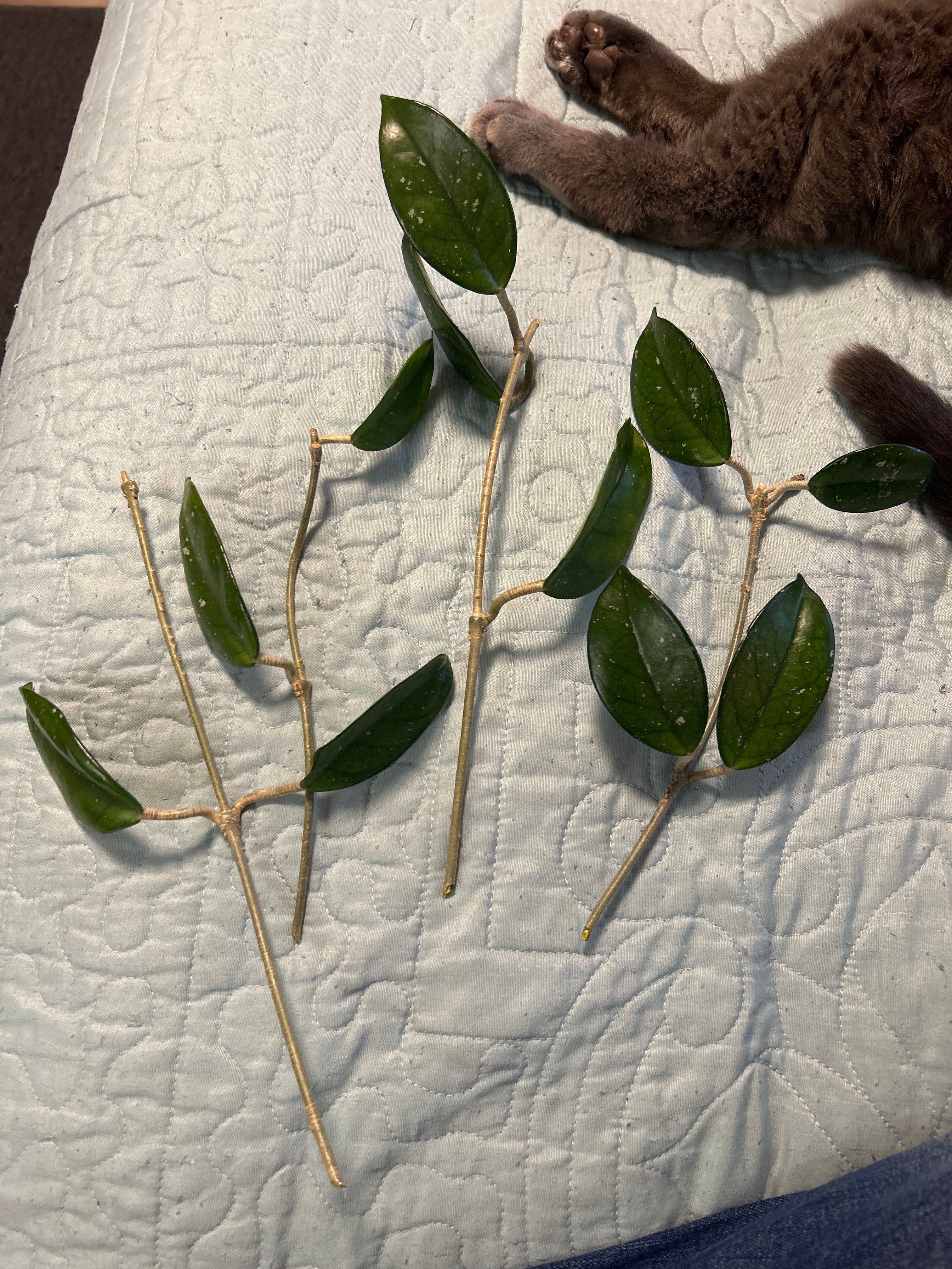 The Complete Bai Bua Plant Care Guide: Water, Light & Beyond