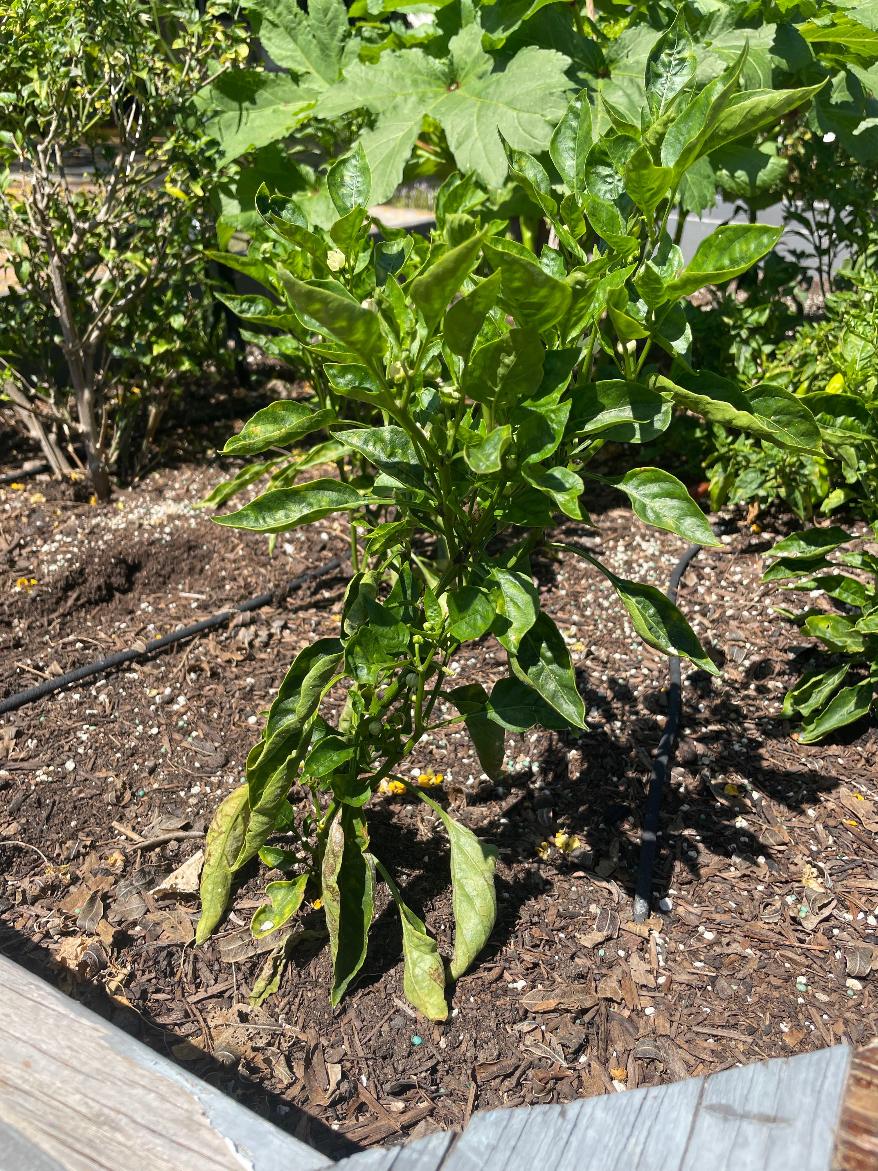 Ghost Pepper Plant Care: Water, Light, Nutrients | Greg App 🌱