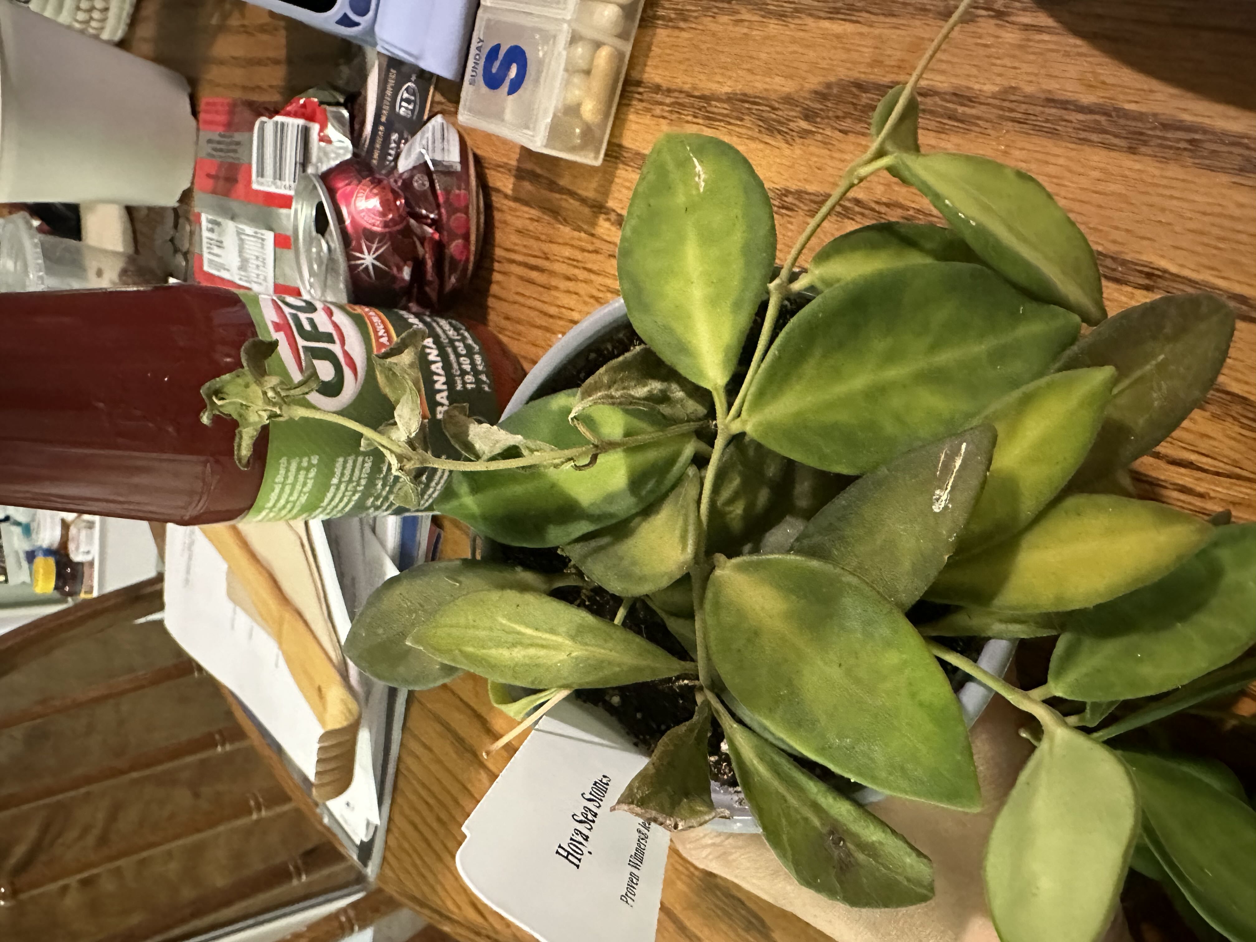 Hoya Chinghungensis Care 101: Water, Light & Growing Tips