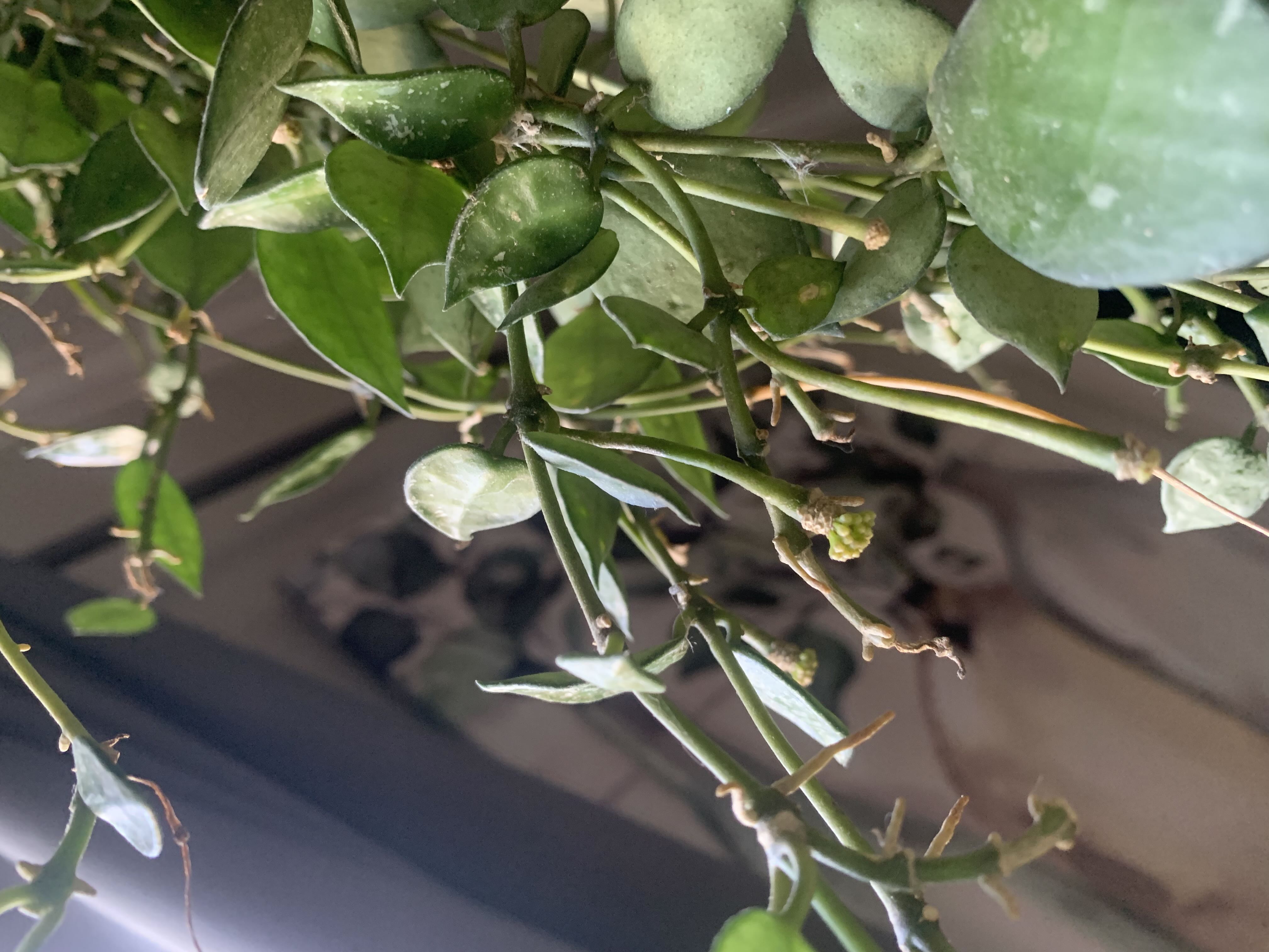 What Is A Good Temperature Range For My Hoya camphorifolia?