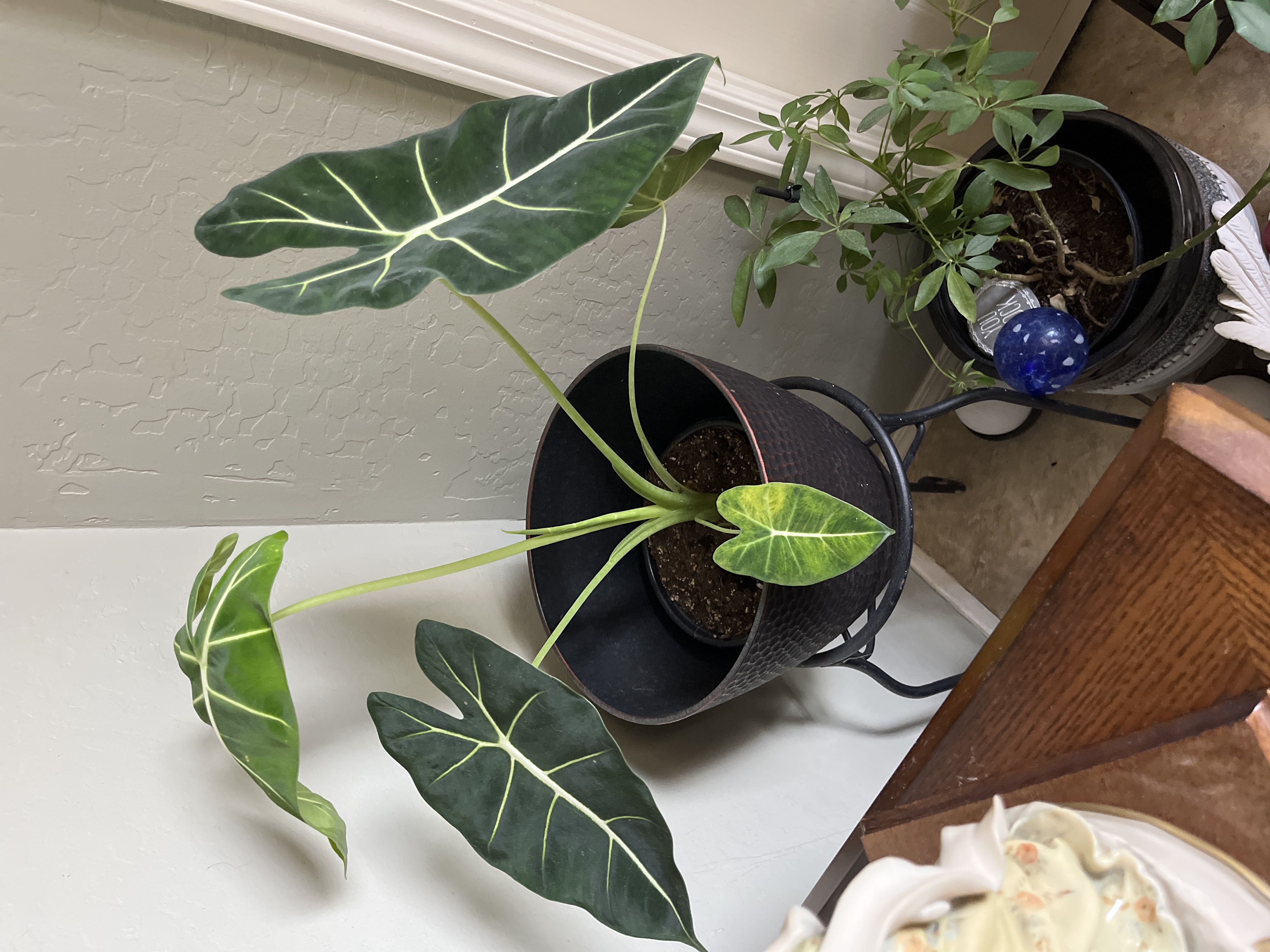 New plant baby: over watered, under watered, or something...
