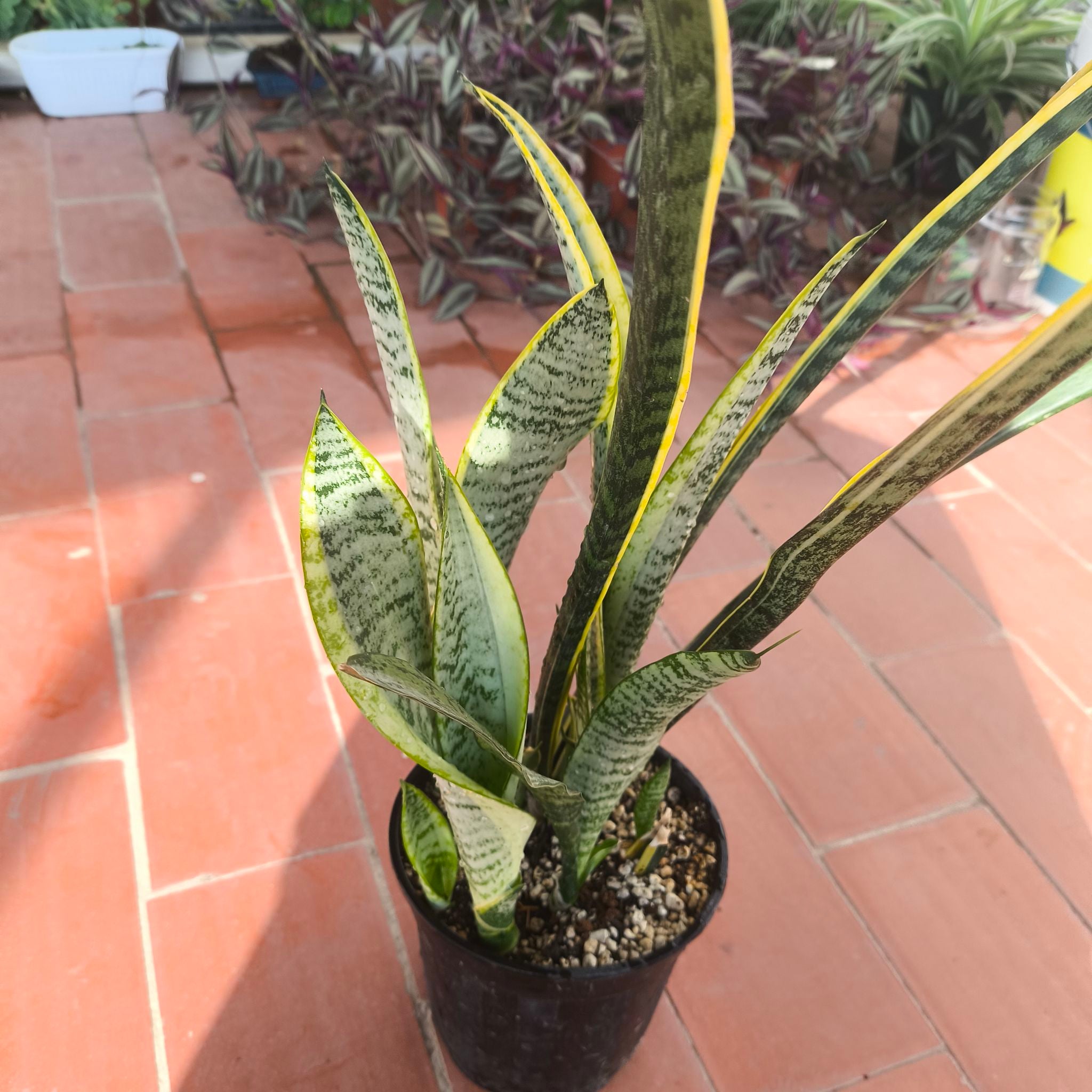 Ultimate Guide to Snake Plant Varieties