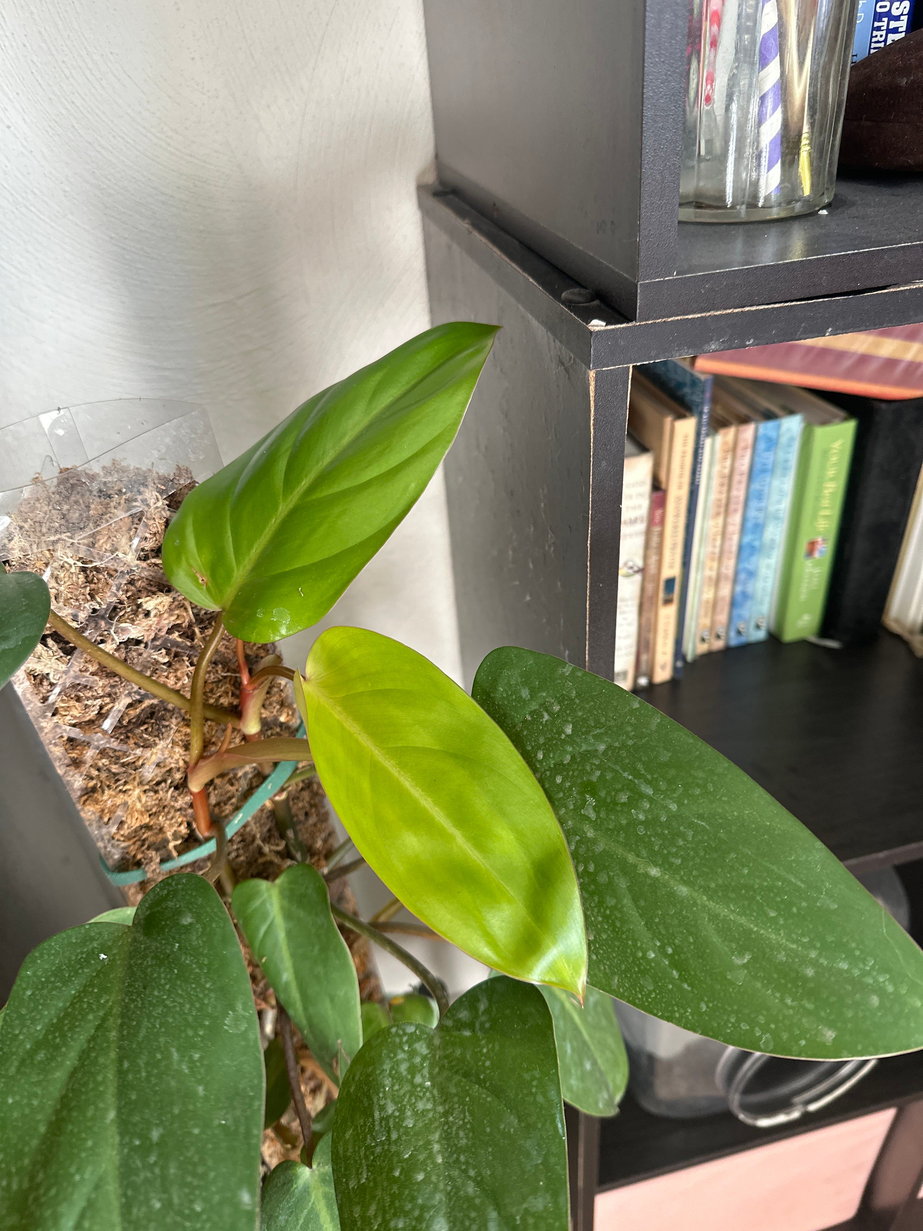 Keep Your Linnaei Kunth Alive: Light, Water & Care Instructions