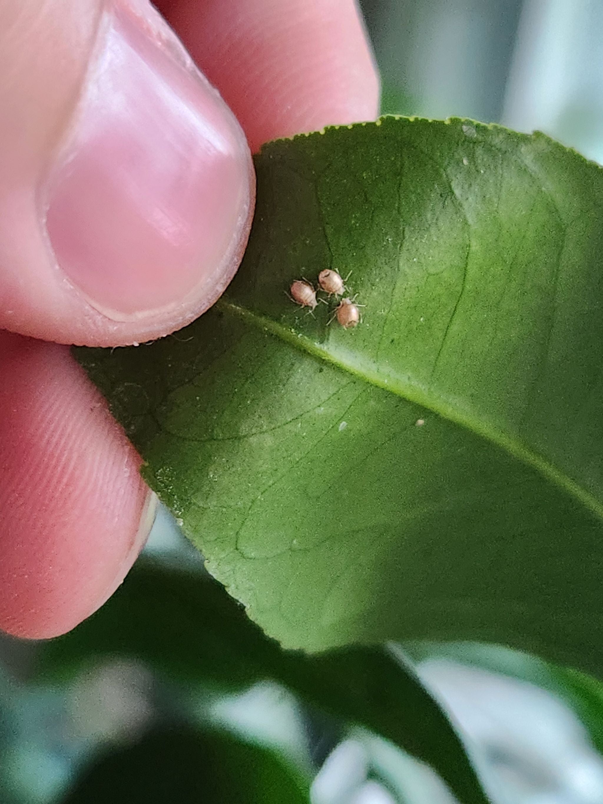 🍋 Why Are My Meyer Lemon Tree Leaves Turning Yellow?