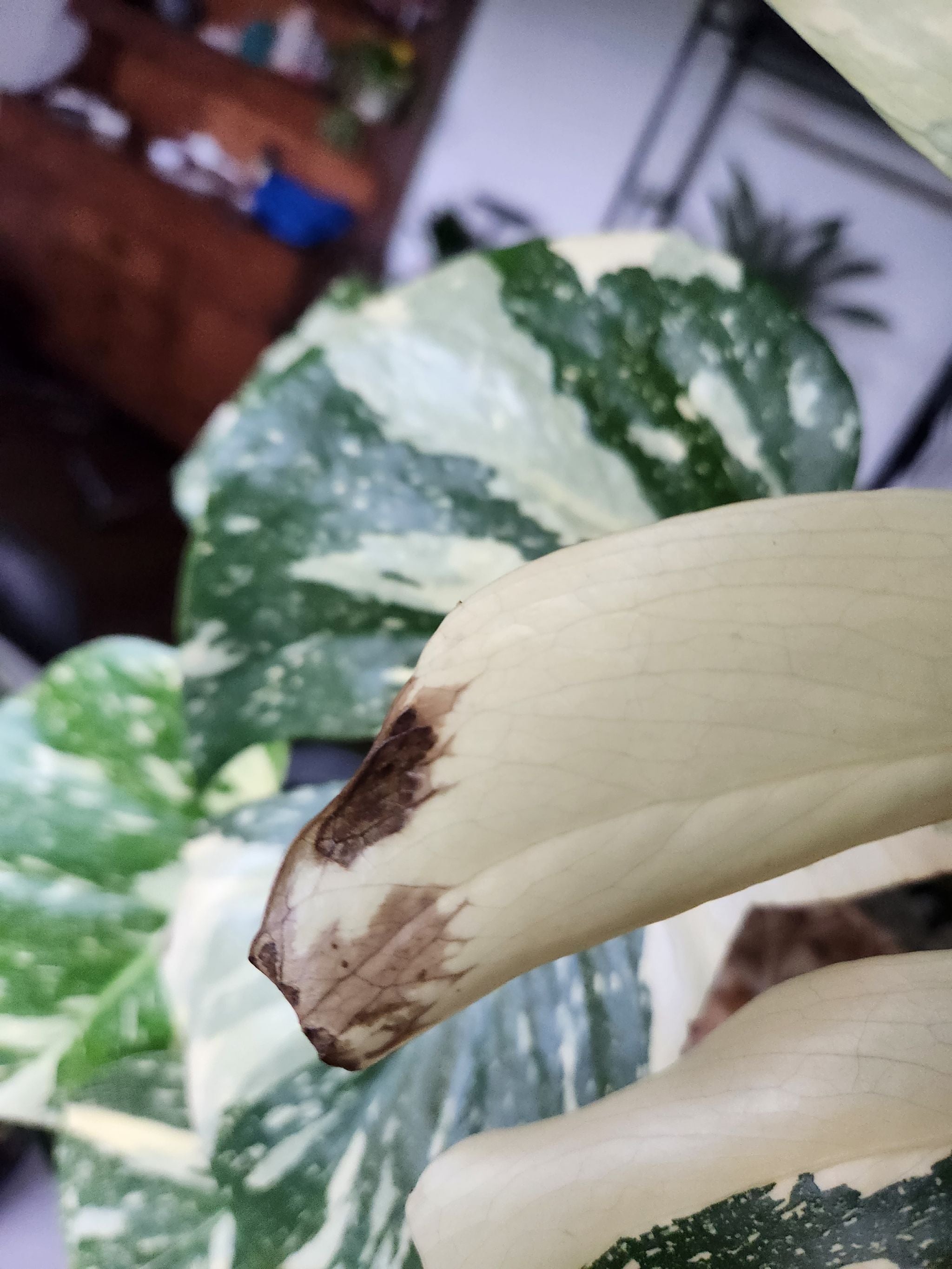 Thai Constellation Monstera Plant Care: Water, Light, Nutrients | Greg ...