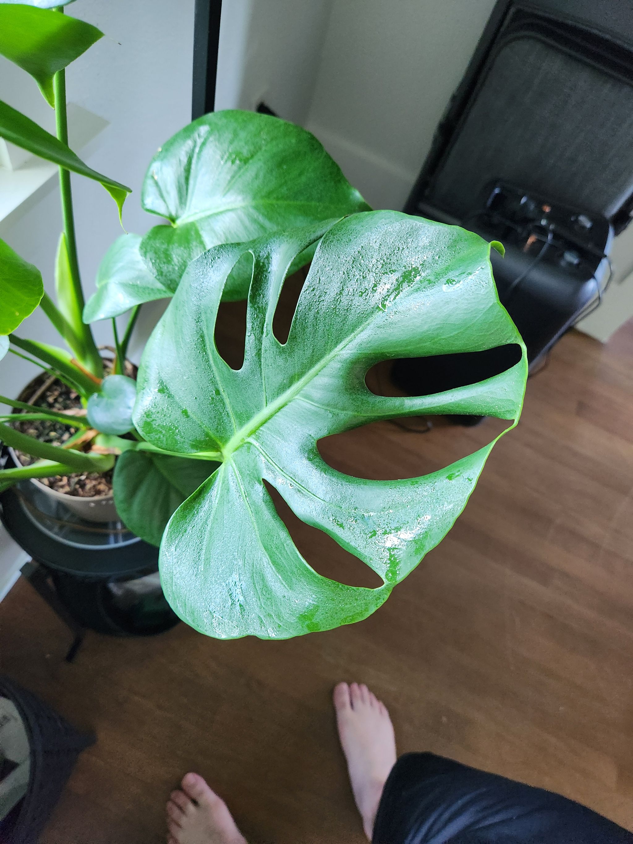🌿 Light Requirements For My Monstera