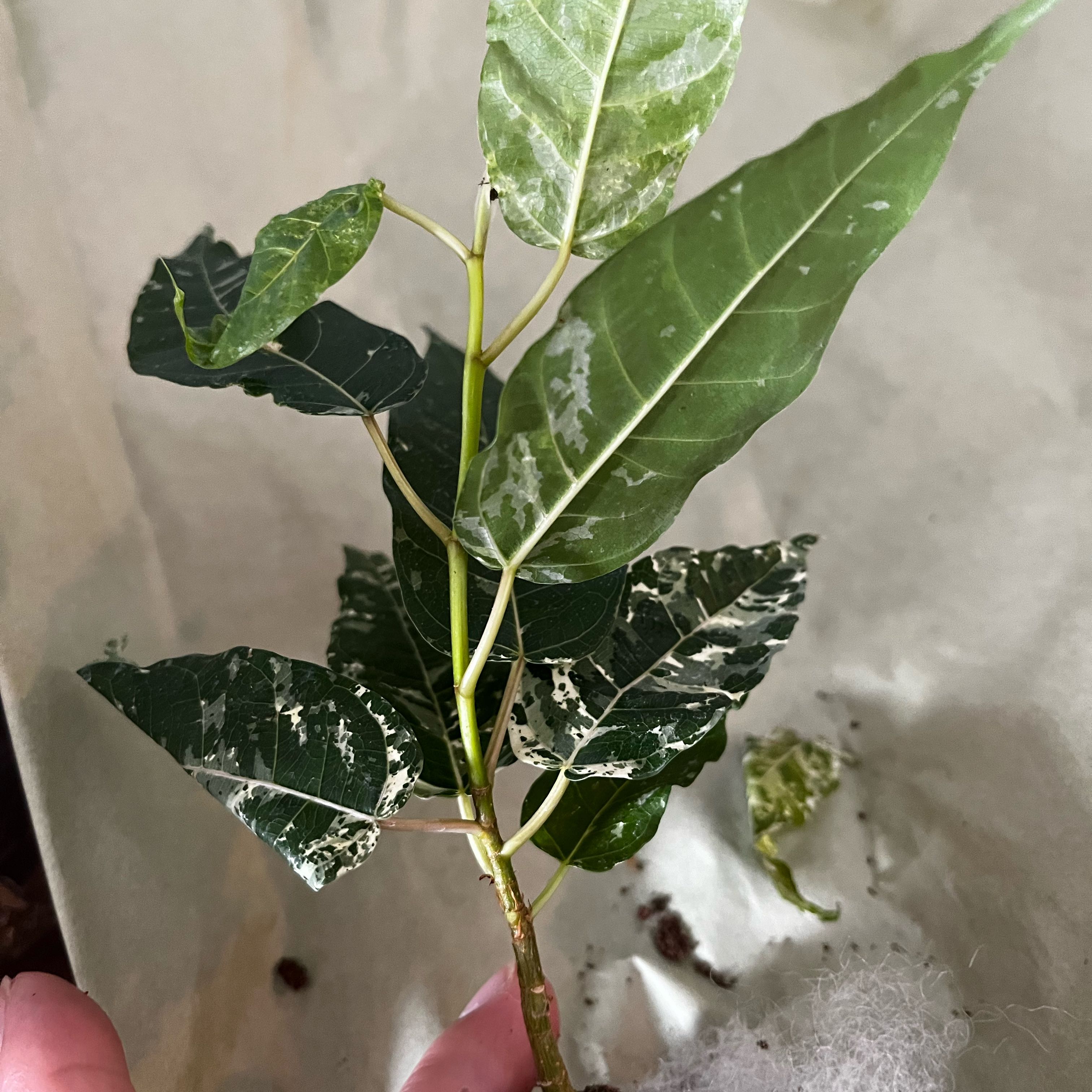 How to Care for Ficus blizzard/snowstorm: Mastering Water, Sunlight & More