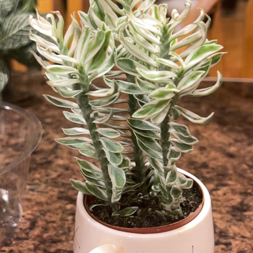devil's backbone Plant Care: Water, Light, Nutrients | Greg App 🌱