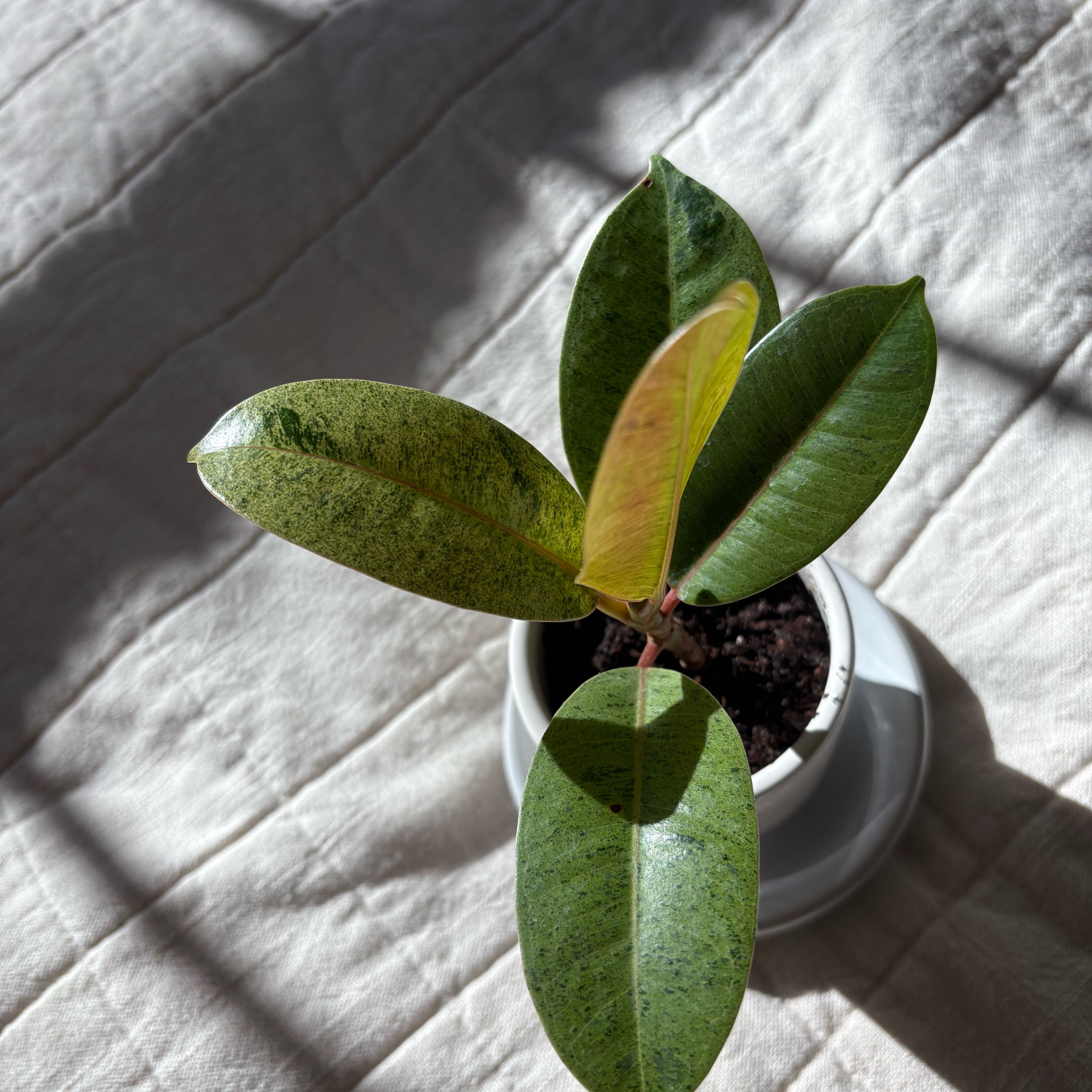 Ficus Moonshine | A plant by @DearPaperwhite on Greg