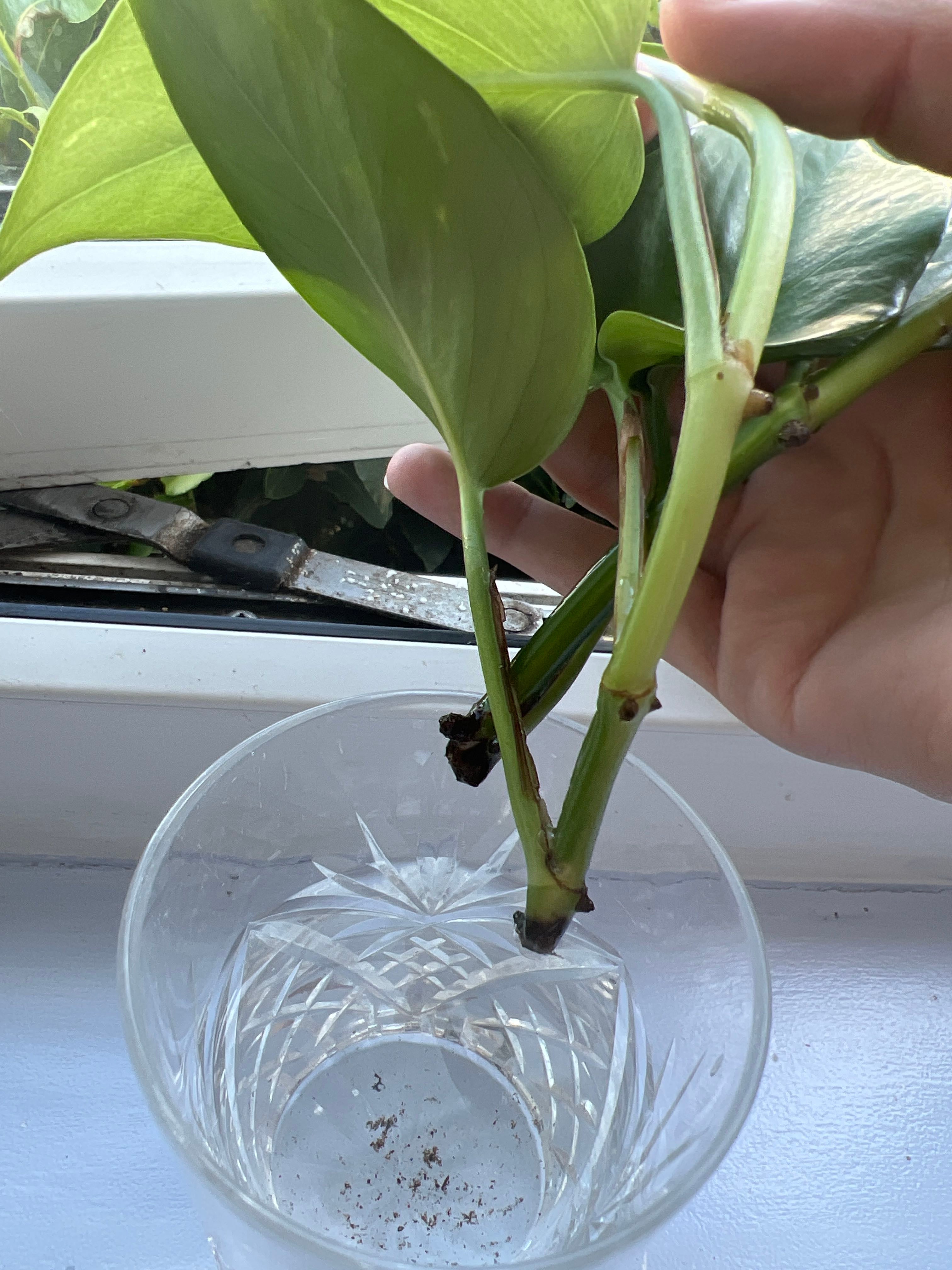 The Complete Golden Pothos Plant Care Guide: Water, Light & Beyond