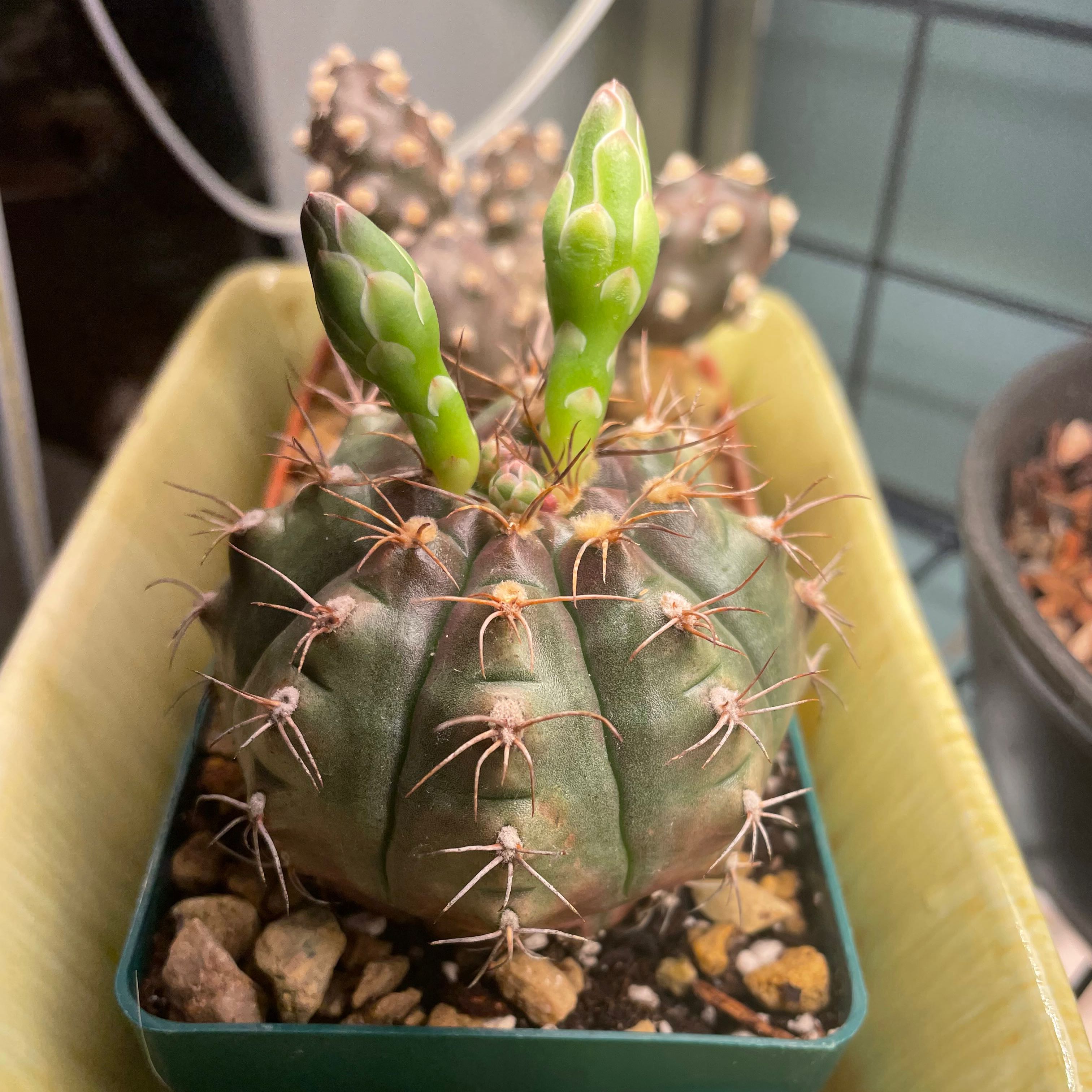 🌵 How Can You Tell If A Texas Barrel Cactus Is Dying?