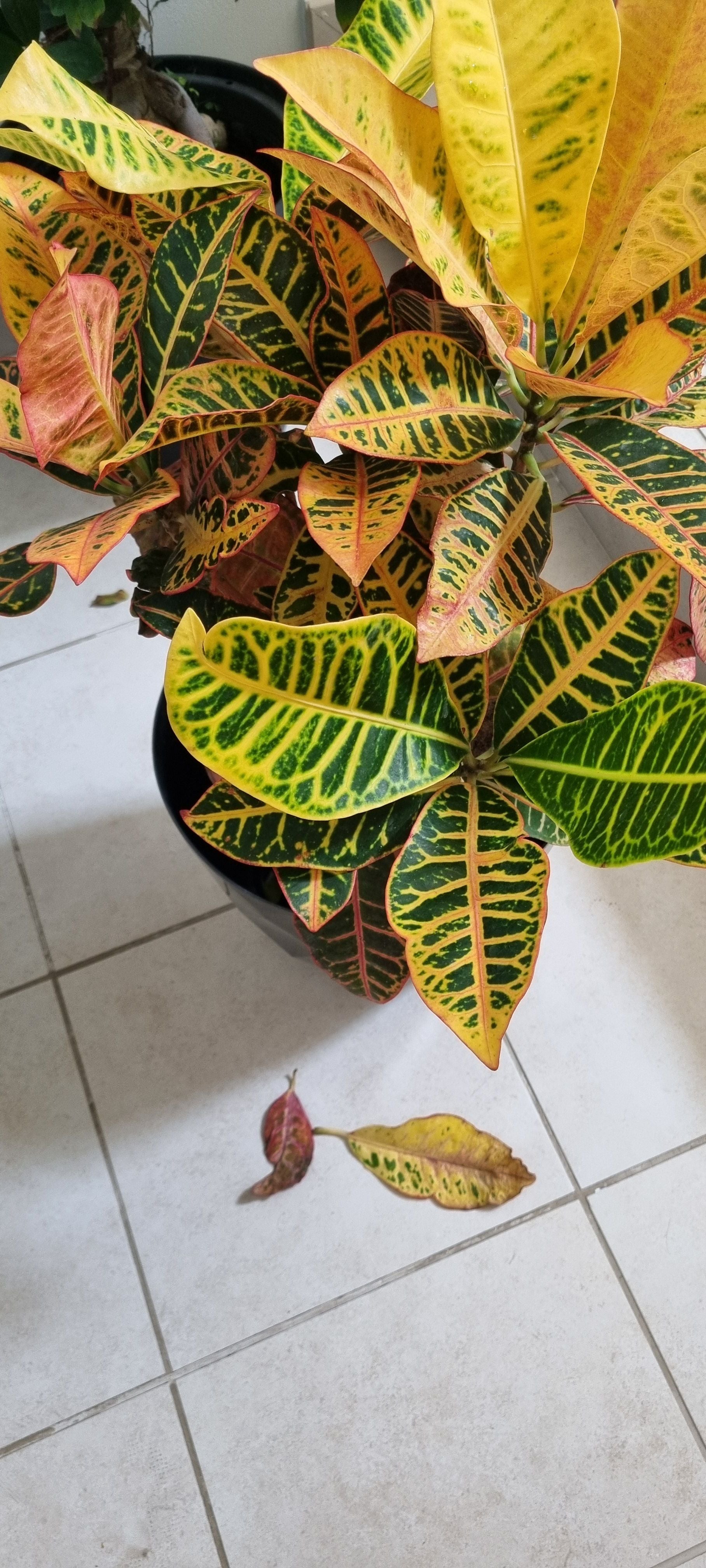 Gold Dust Croton Care 101: Water, Light & Growing Tips