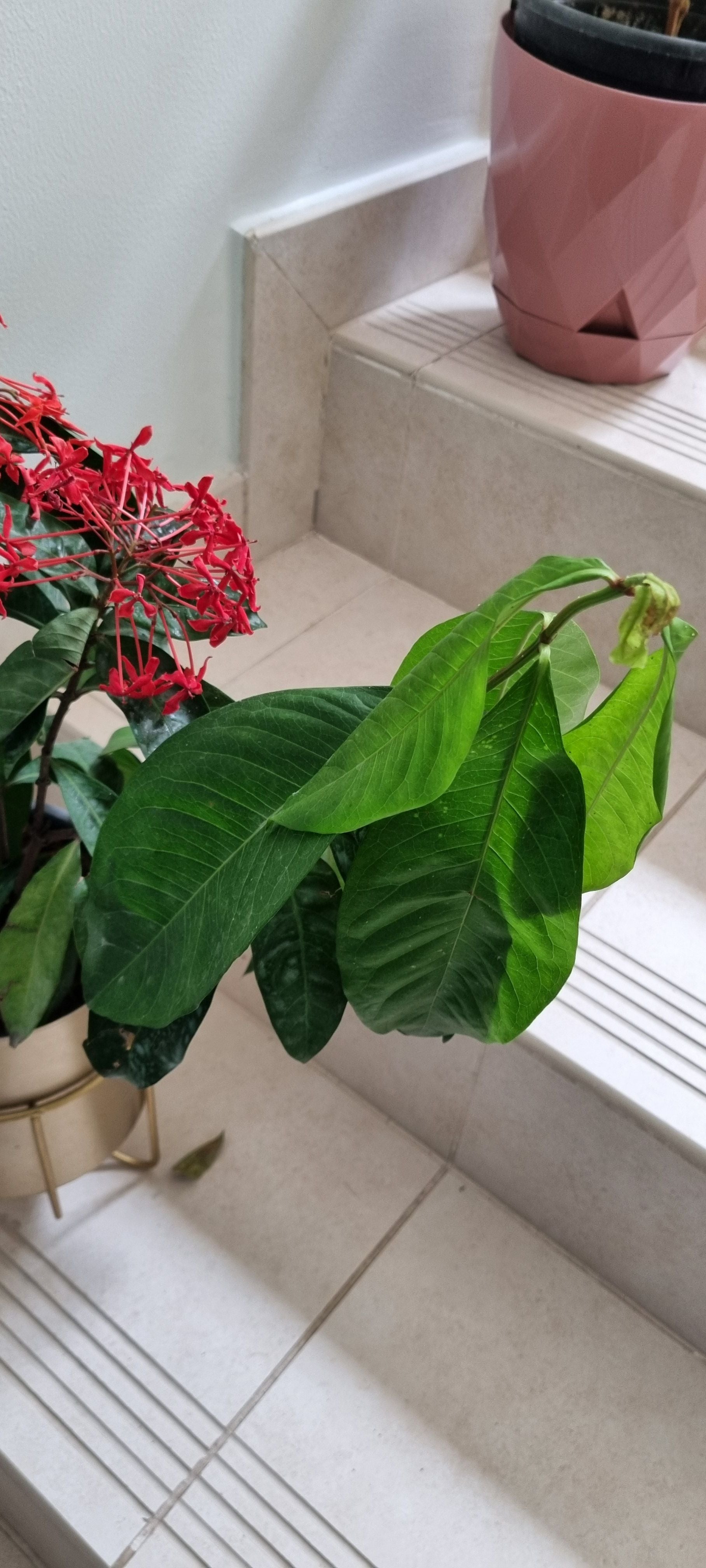 🌸 5 Tips for Propagating Your Ixora